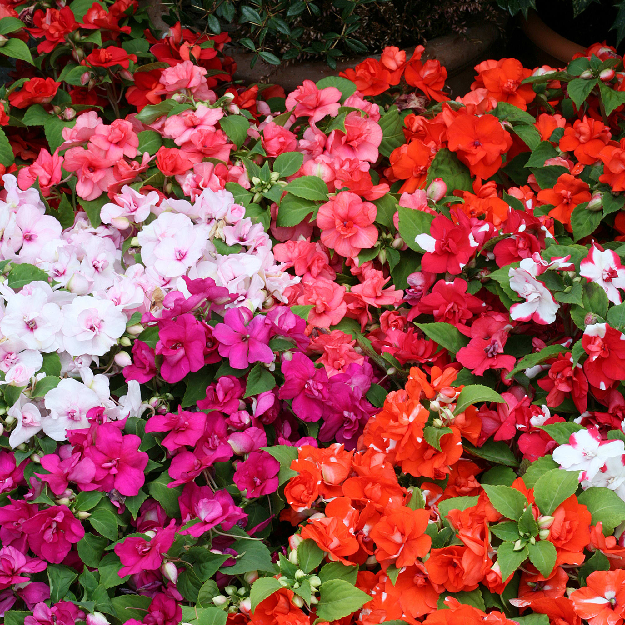 Impatiens Athena Formula Mix – Vis Seed
