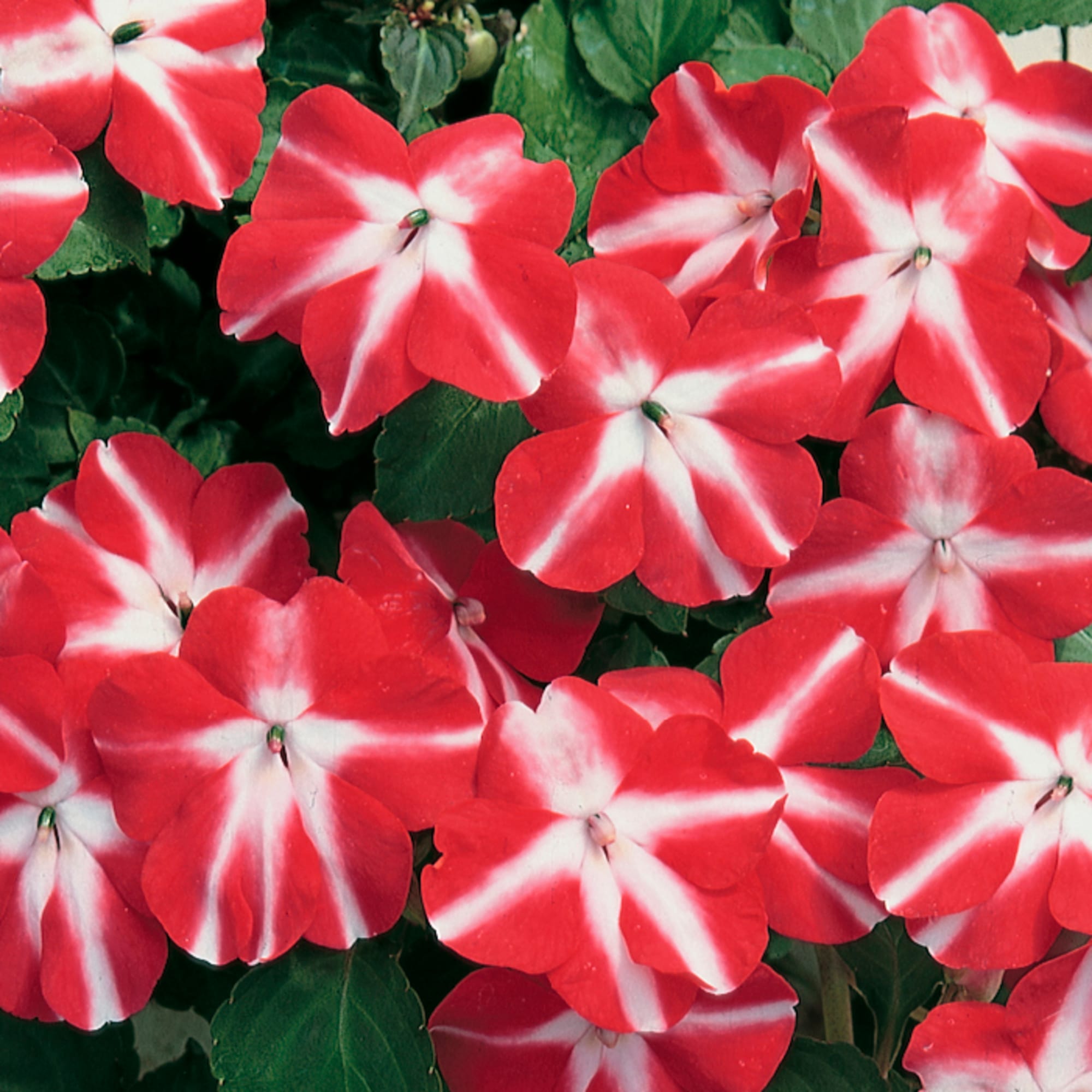 Impatiens Accent Red Star – Vis Seed
