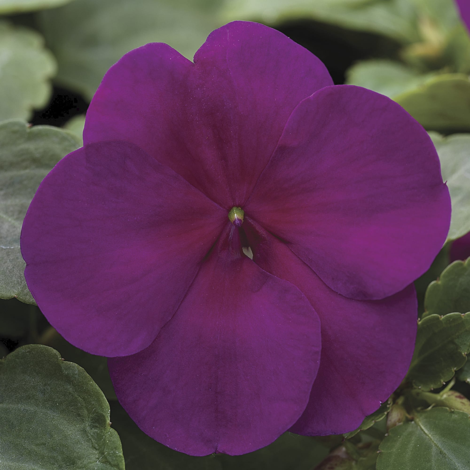 Impatiens Xtreme Violet – Vis Seed