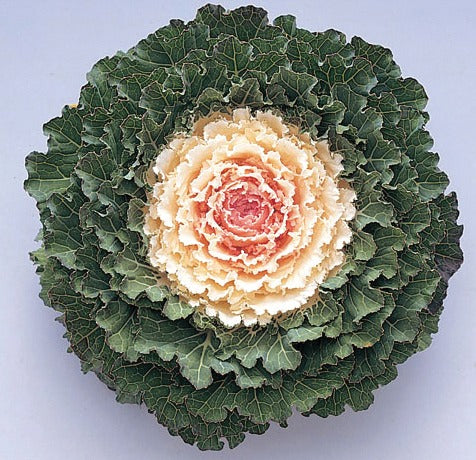 Ornamental Kale Songbird White – Vis Seed