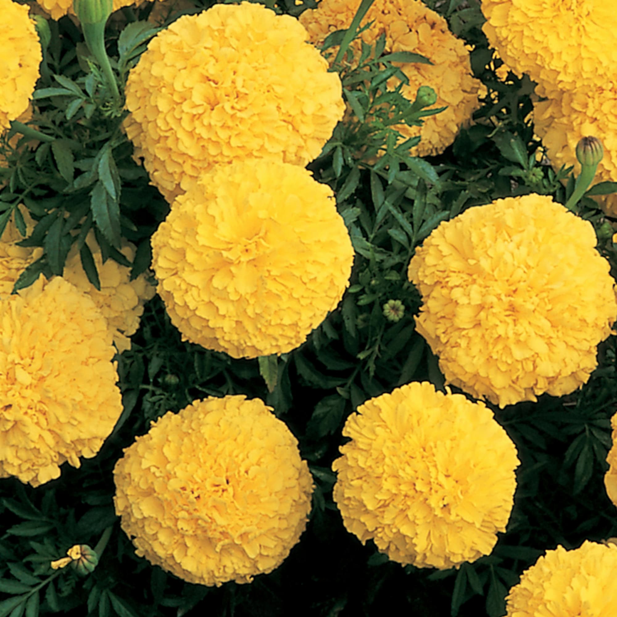 Marigold Inca II Yellow DTL – Vis Seed