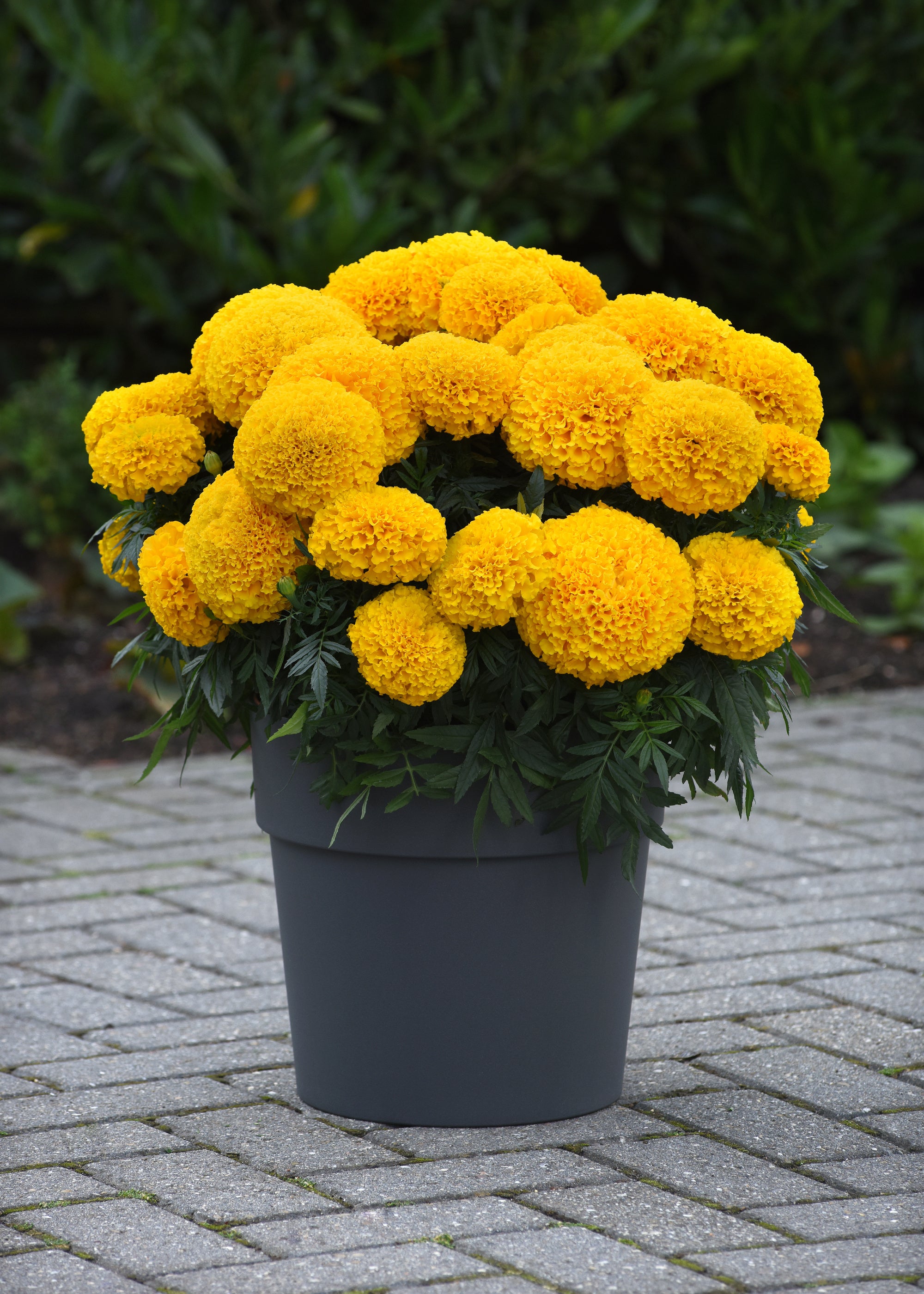 Marigold Marvel II Gold CT – Vis Seed