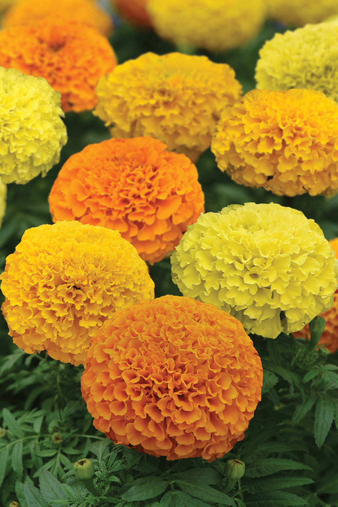 Marigold Marvel II Mix DTL – Vis Seed