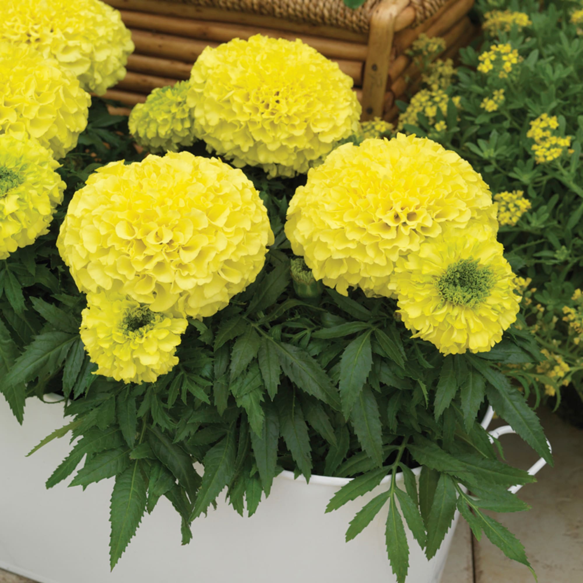 Marigold Antigua Primrose CT – Vis Seed