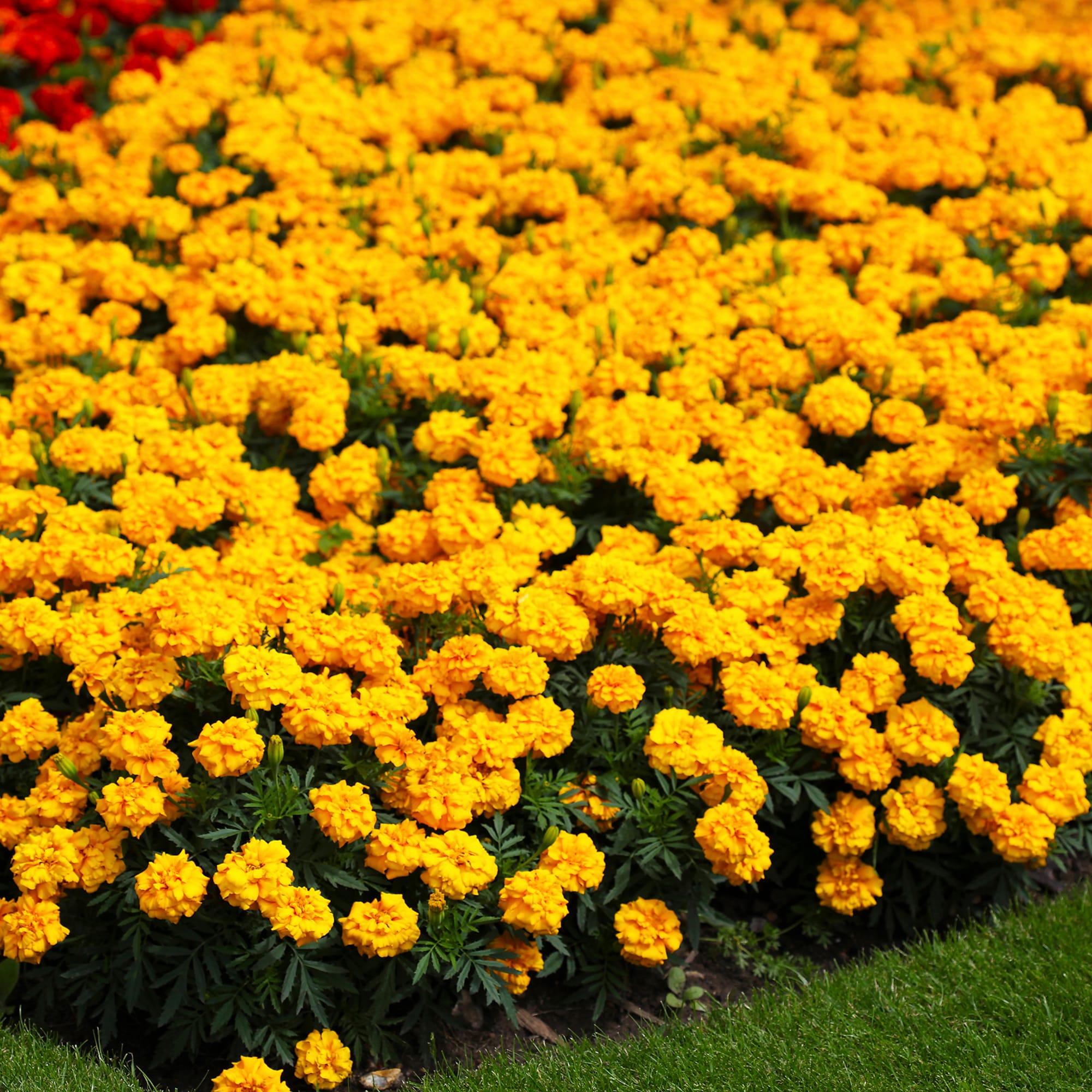 Marigold Zenith Golden Yellow DTL – Vis Seed