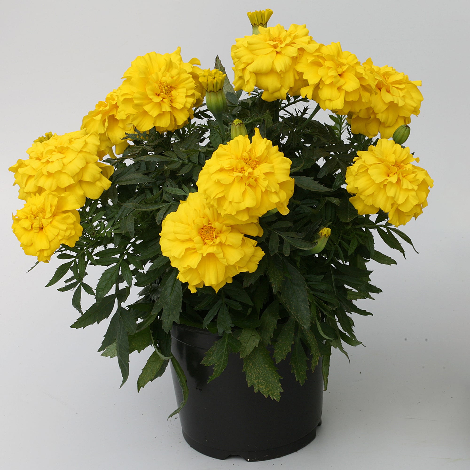 Marigold Zenith Lemon Yellow DTL – Vis Seed