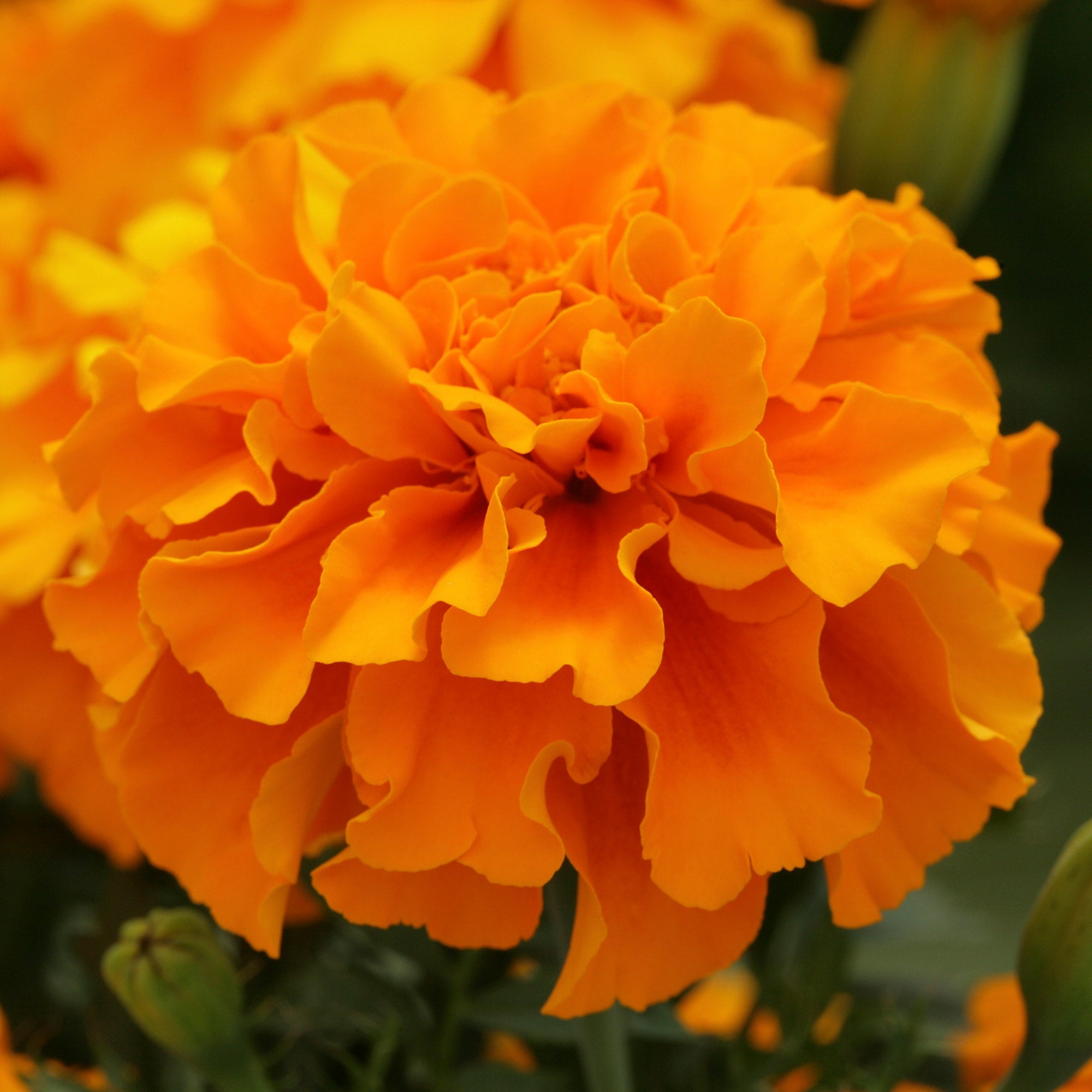 Marigold Zenith Deep Orange DTL – Vis Seed
