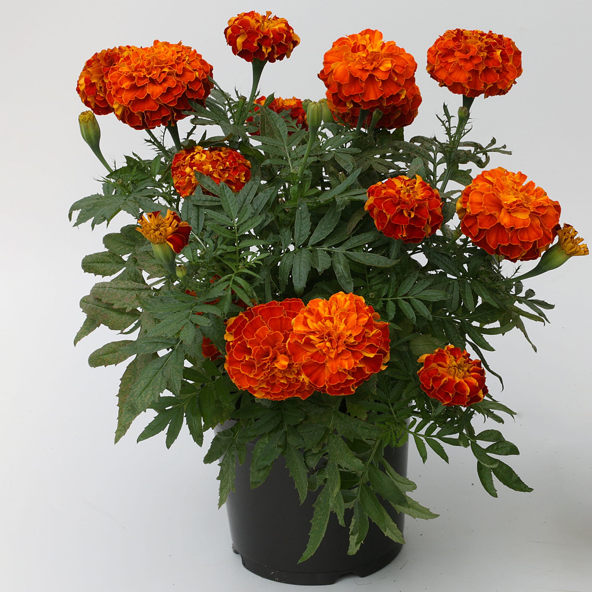 Marigold Zenith Red DTL – Vis Seed