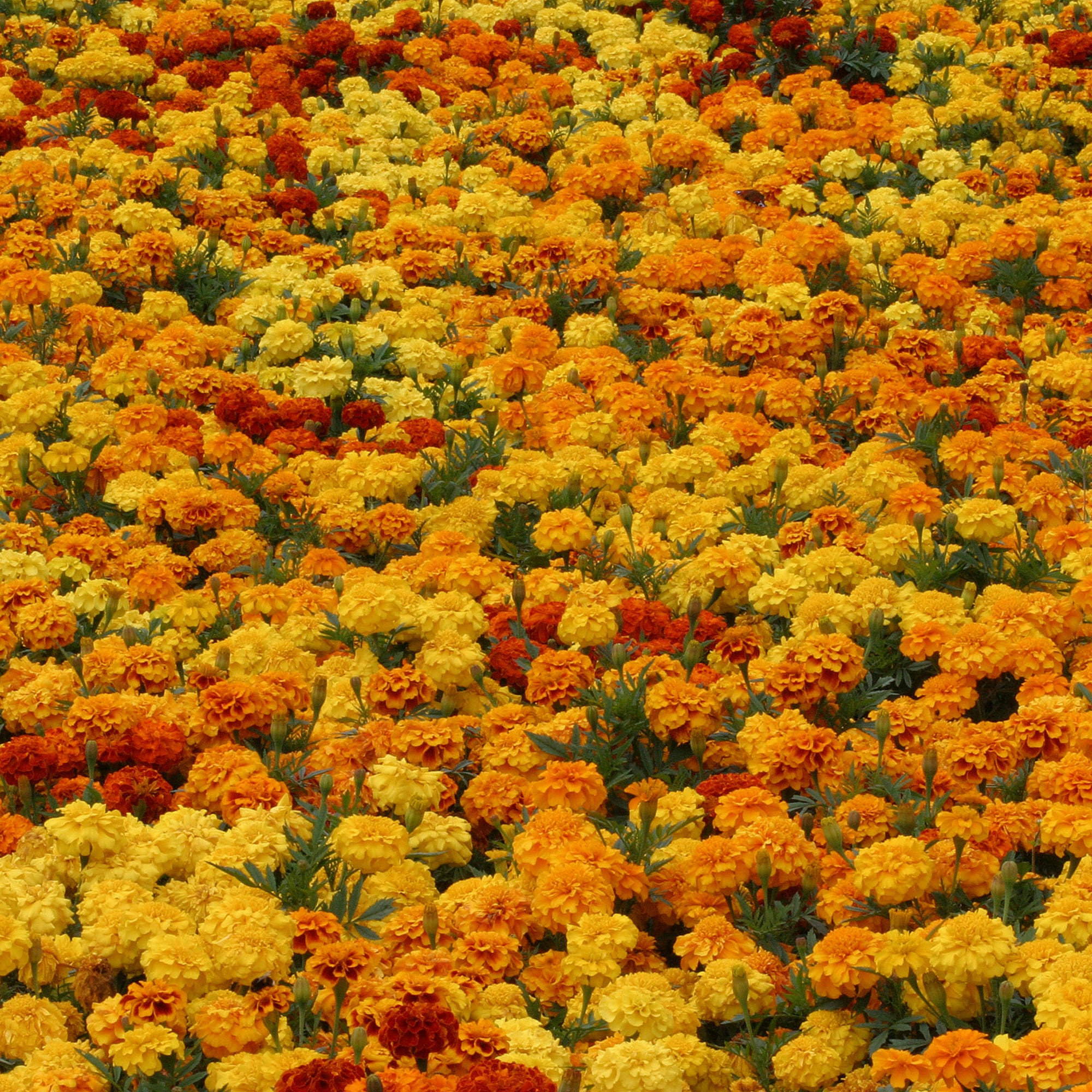 Marigold Zenith Mix DTL – Vis Seed