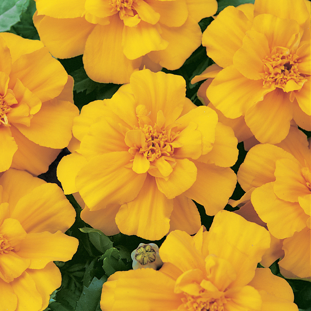 Marigold Durango Gold DTL – Vis Seed