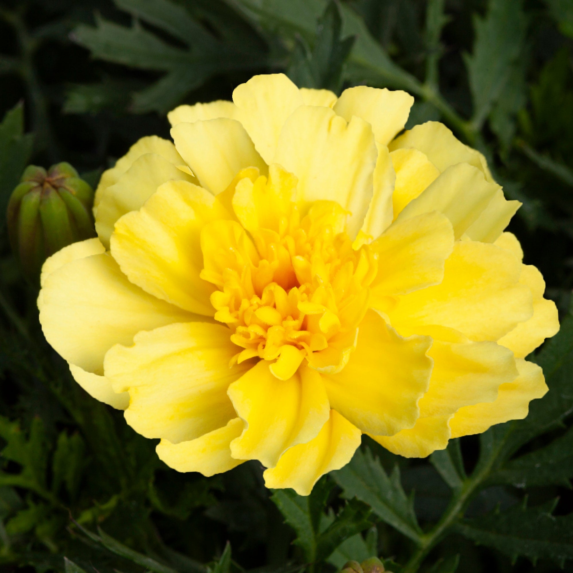 Marigold Alumina Vanilla Cream – Vis Seed