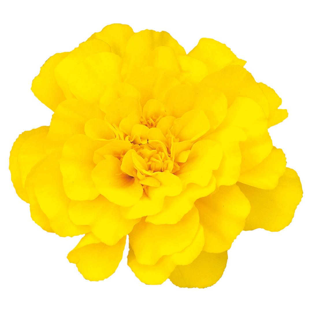 Marigold Safari Yellow DTL – Vis Seed