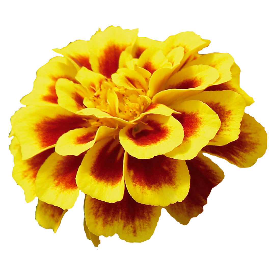 Marigold Safari Yellow Fire DTL – Vis Seed
