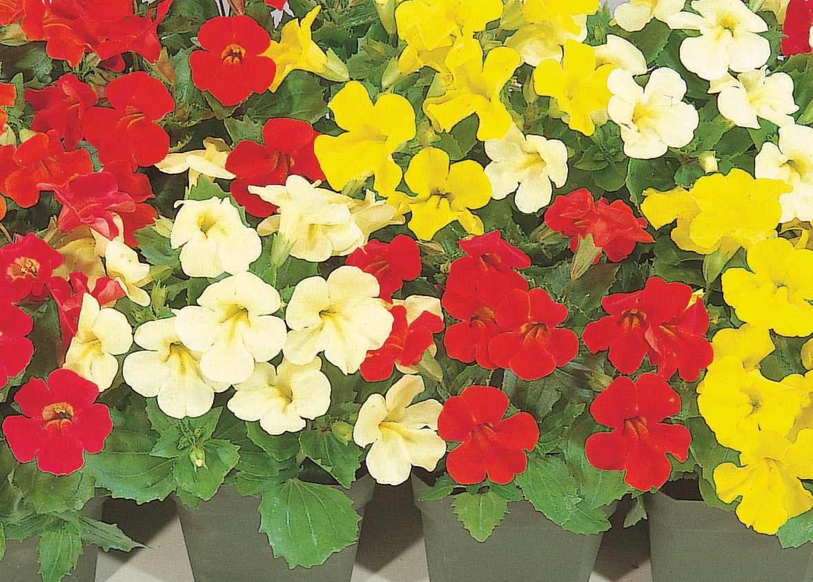 Mimulus Mystic Mix PLT. – Vis Seed