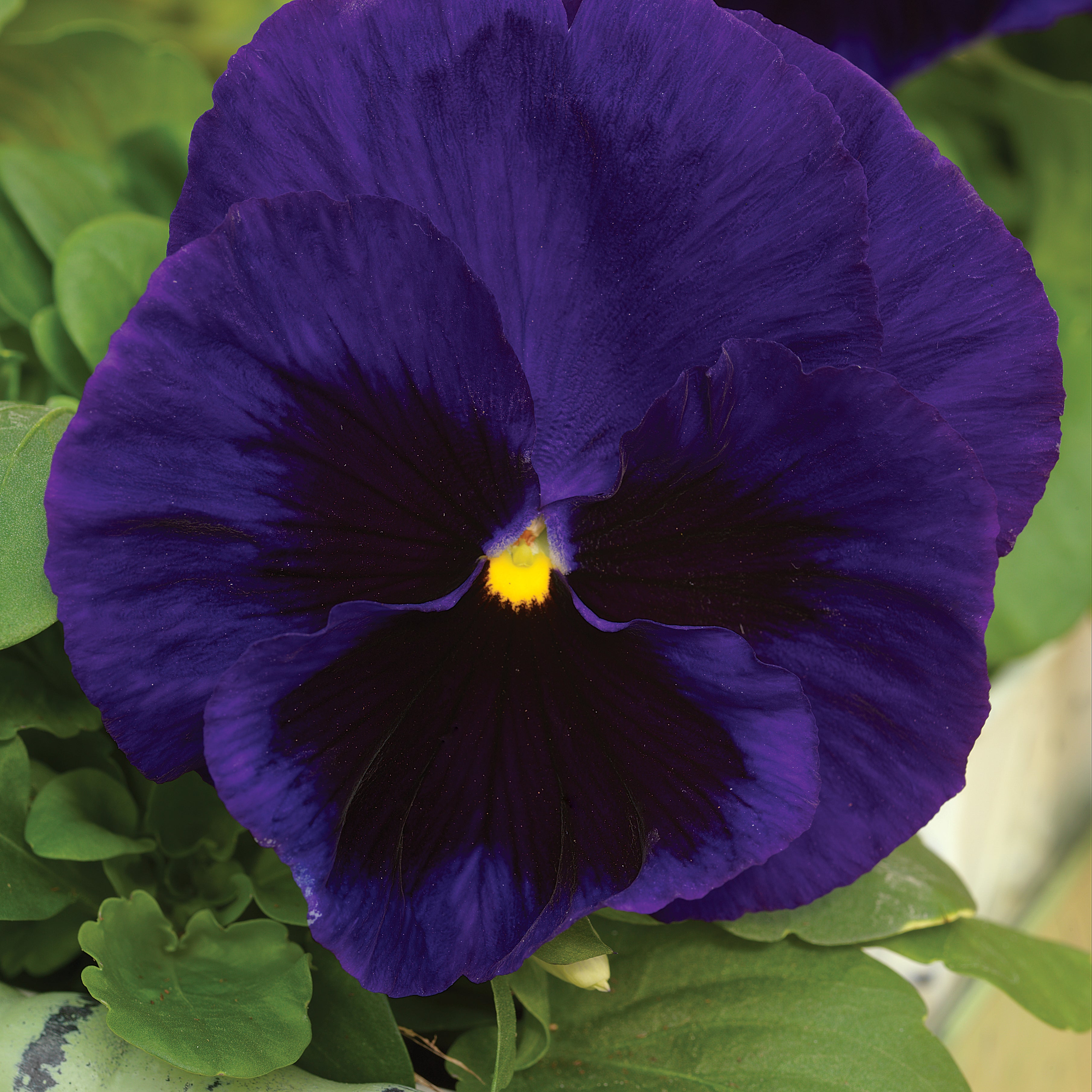 Pansy Mammoth Deep Blue Dazzle Blotch PreNova 2.0 – Vis Seed