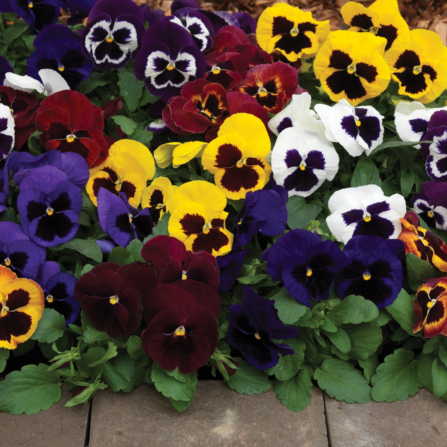 Pansy Mammoth Blotched Mix Primed – Vis Seed
