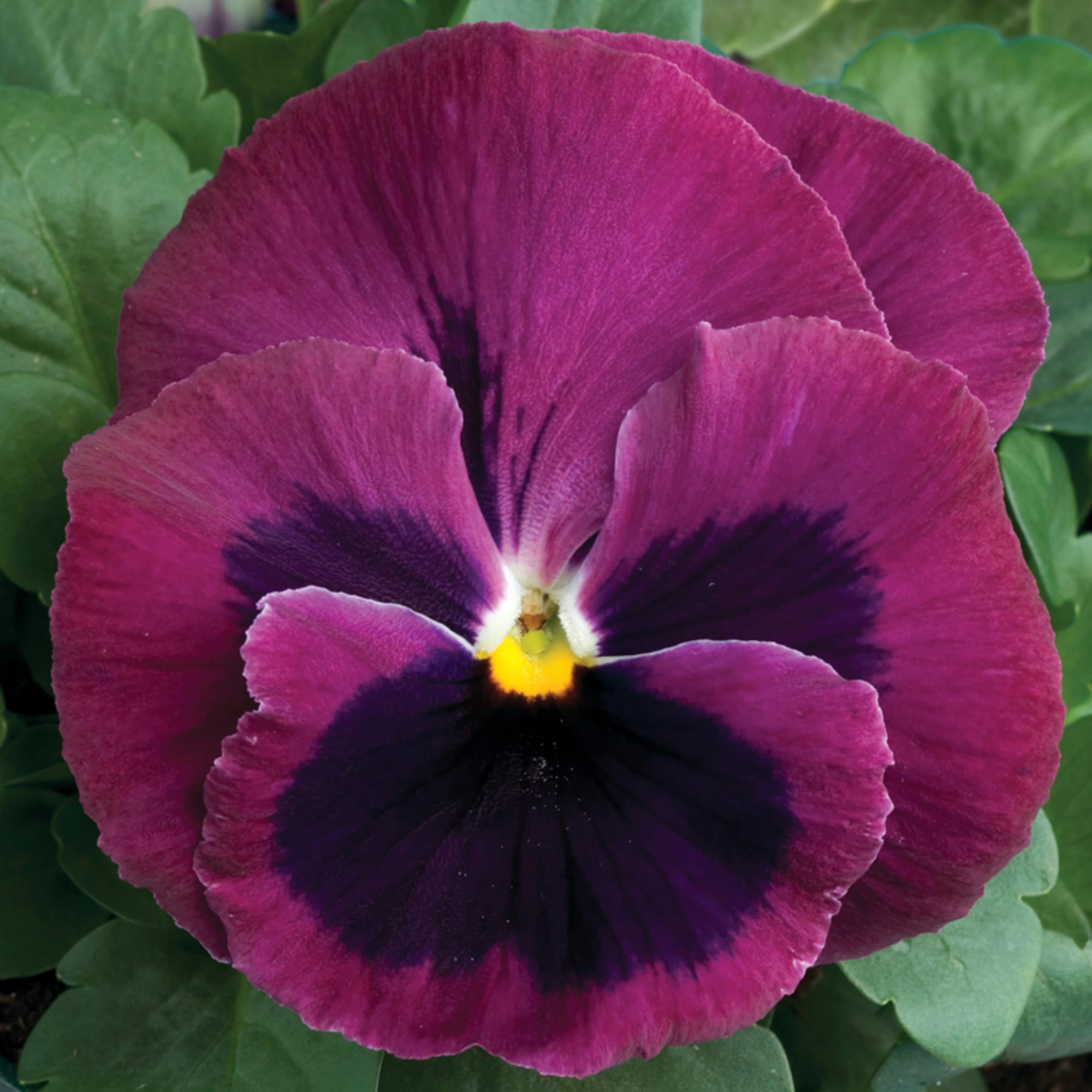 Pansy Colossus Rose w/blotch – Vis Seed