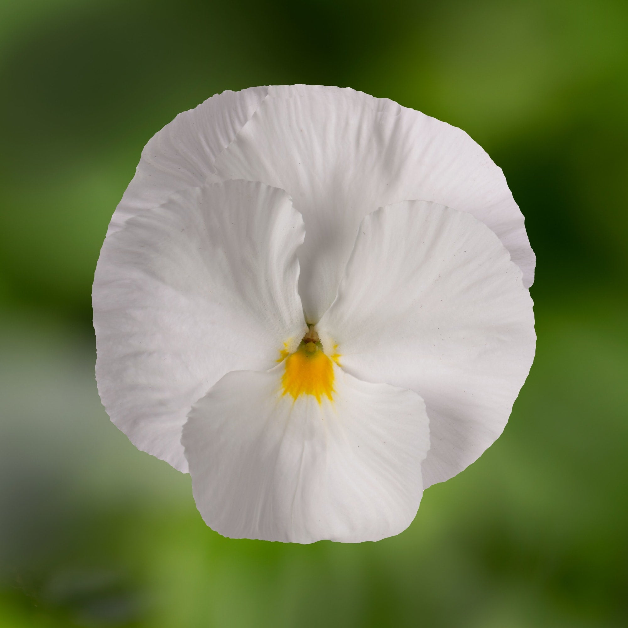 Pansy Colossus White – Vis Seed