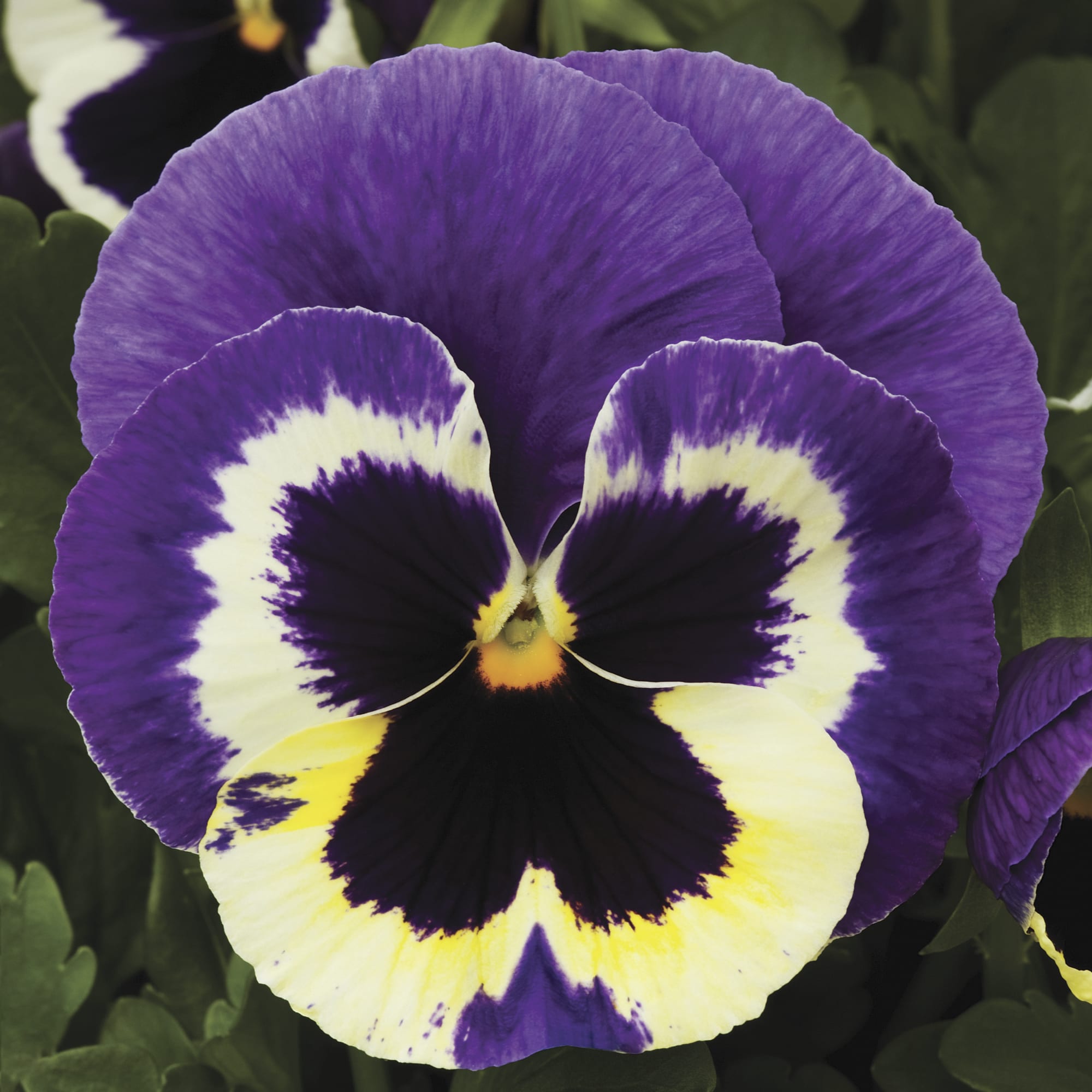 Pansy Colossus Tricolor – Vis Seed