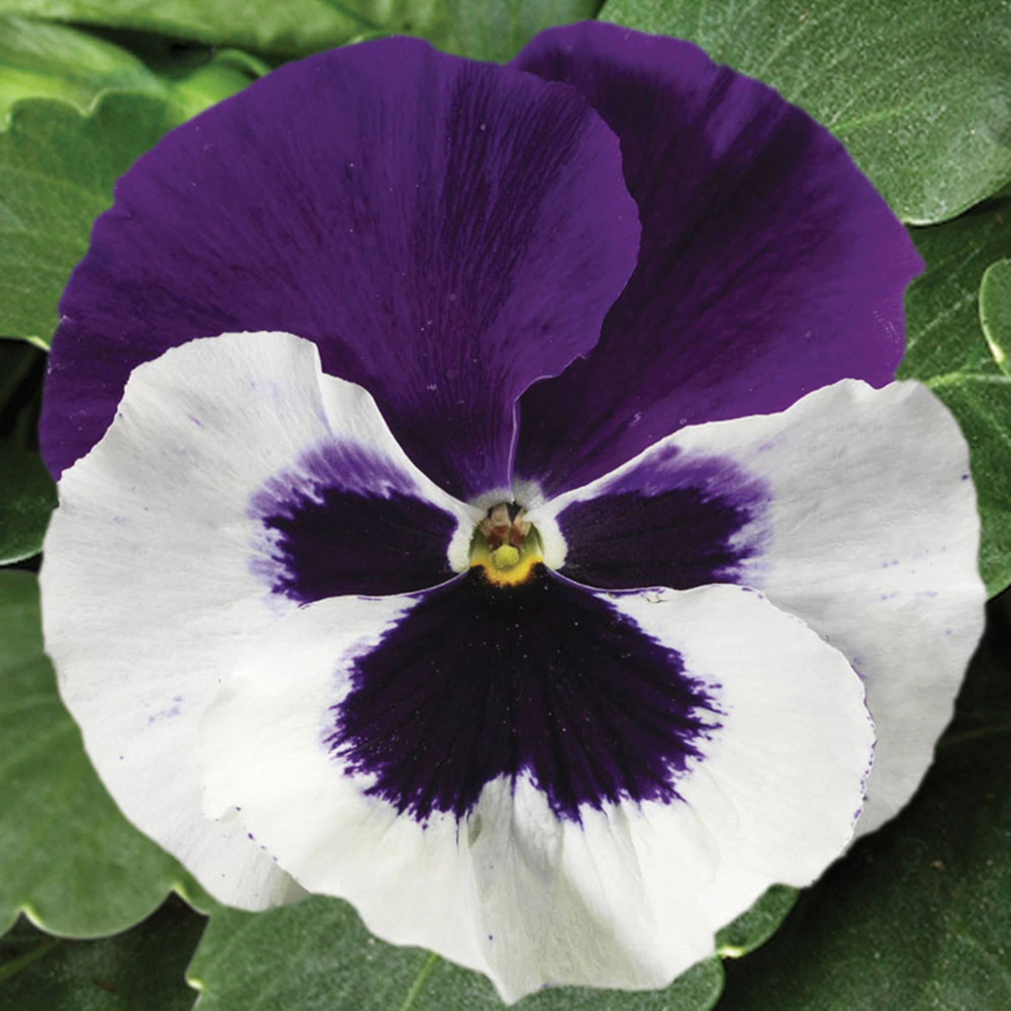 Pansy Colossus White w/Purple Wing – Vis Seed