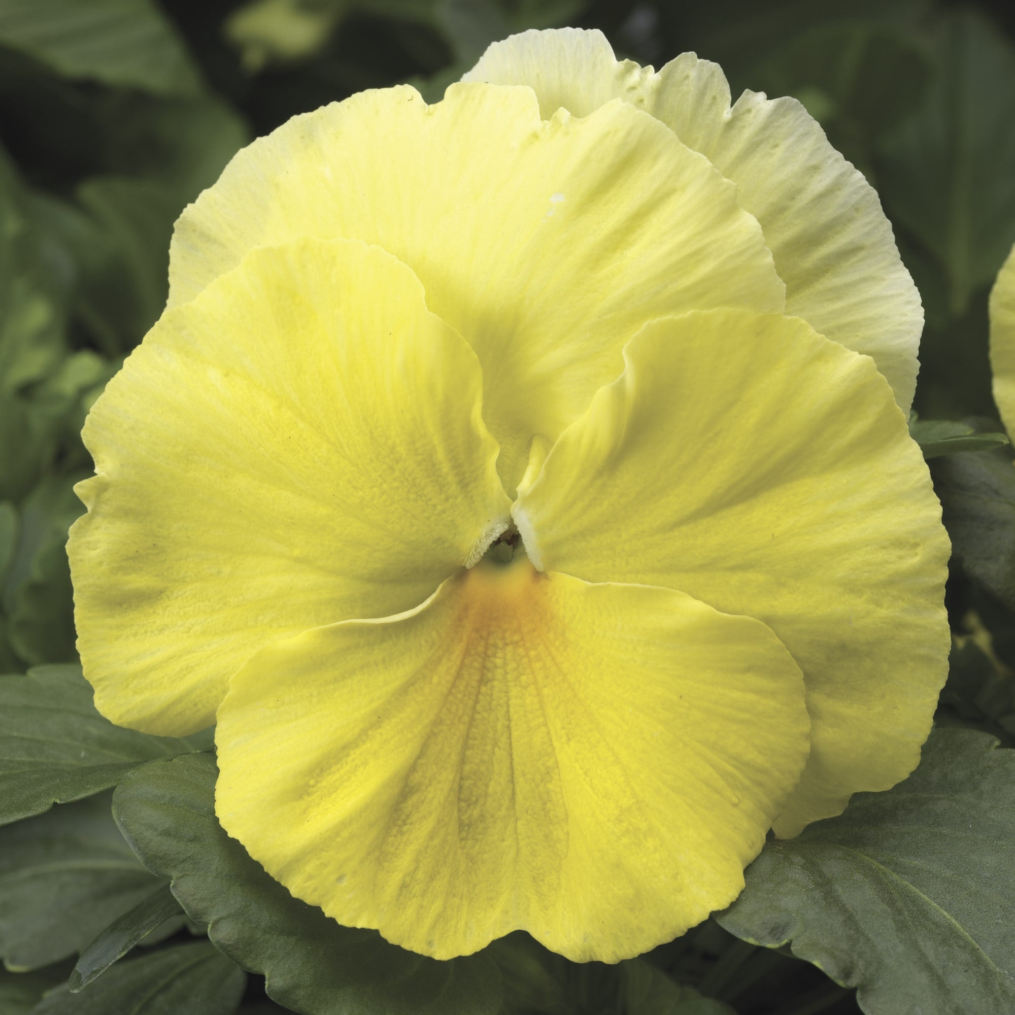 Pansy Colossus Lemon Shades – Vis Seed