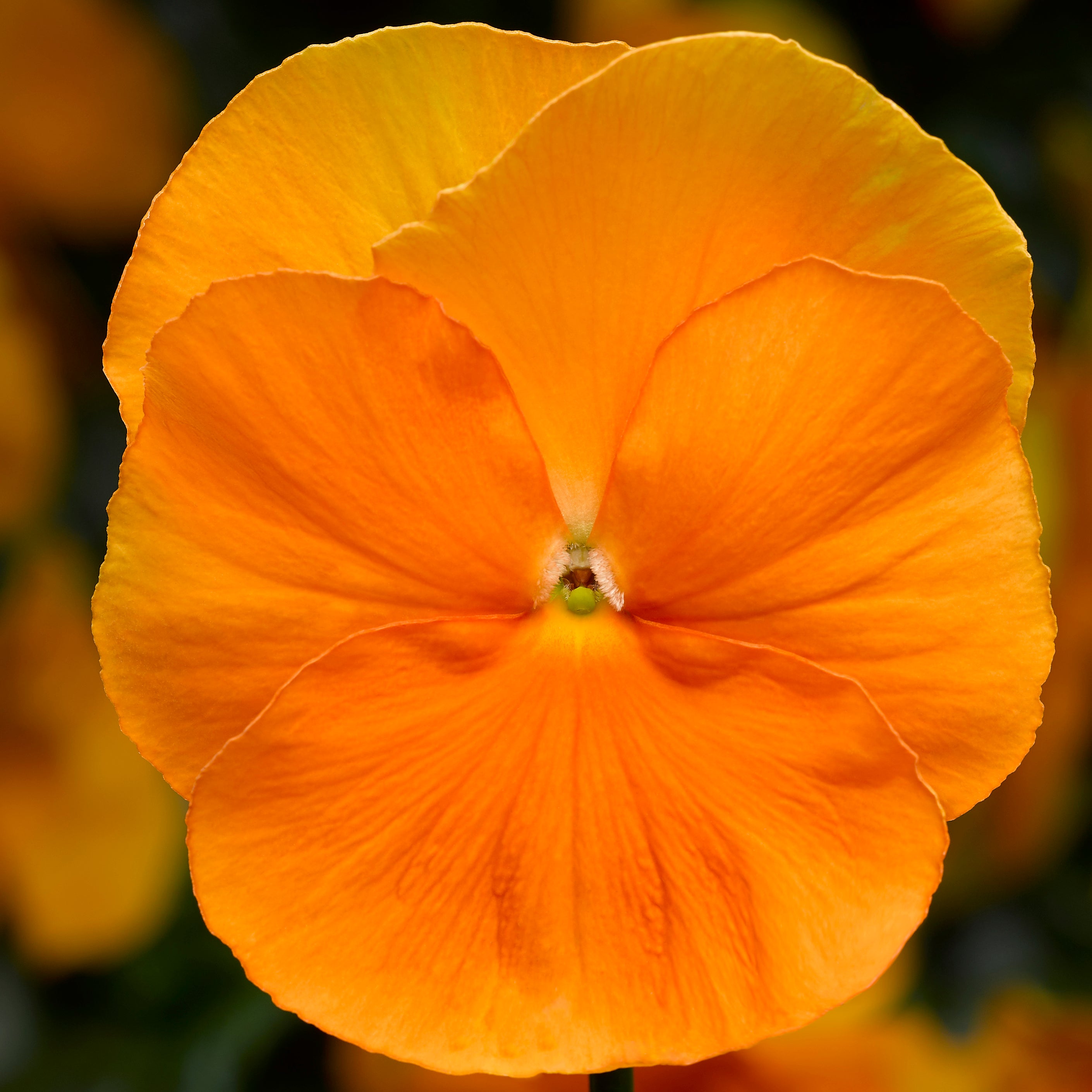 Pansy Delta Pro Clear Orange – Vis Seed