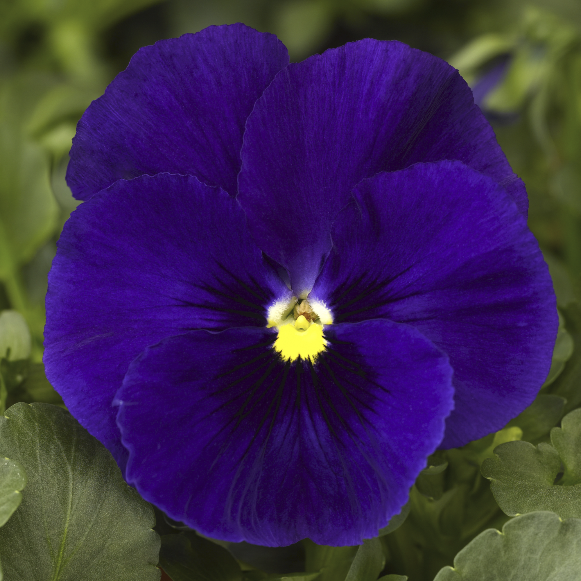 Pansy Delta Classic Deep Blue Primed – Vis Seed