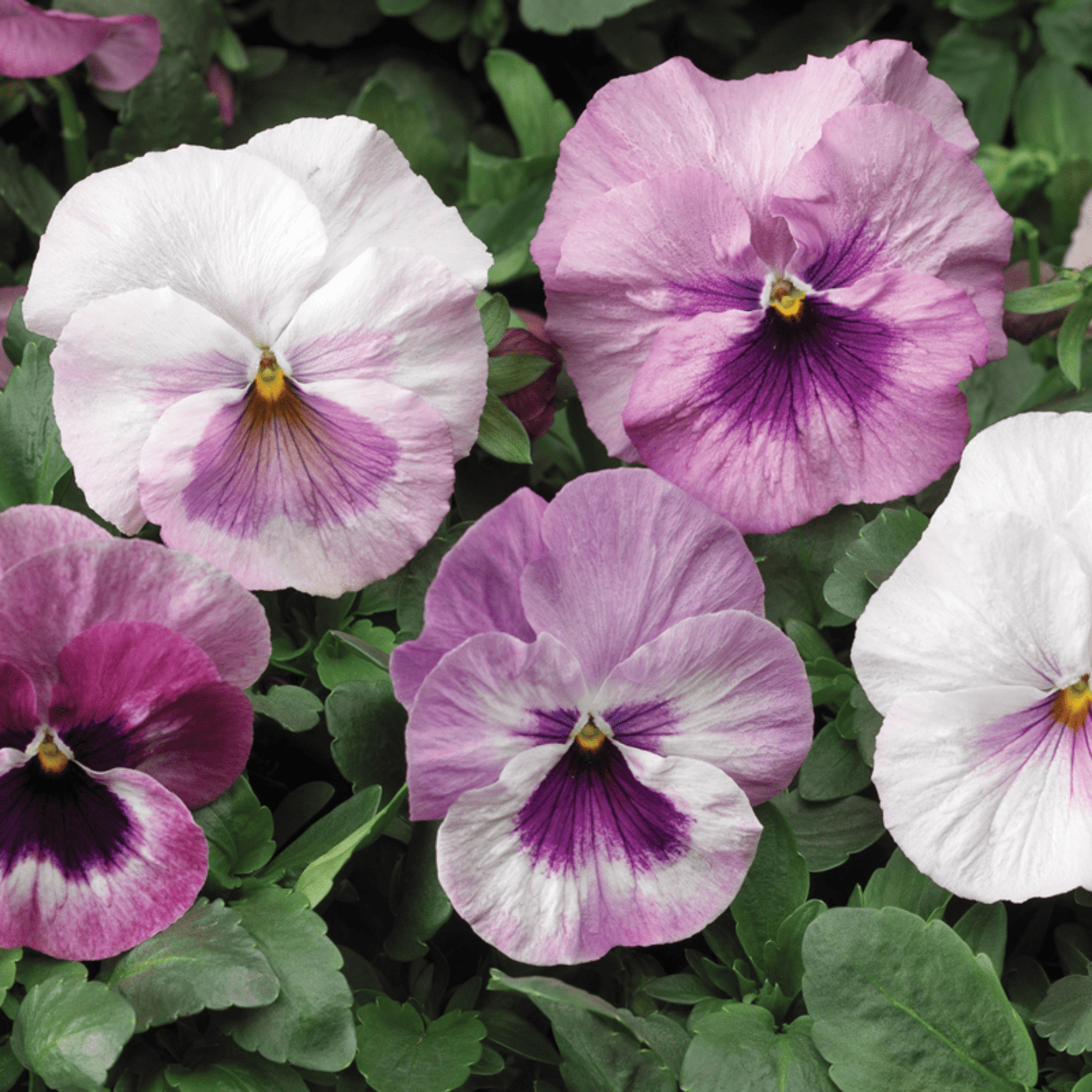 Pansy Delta Classic Pink Shades – Vis Seed