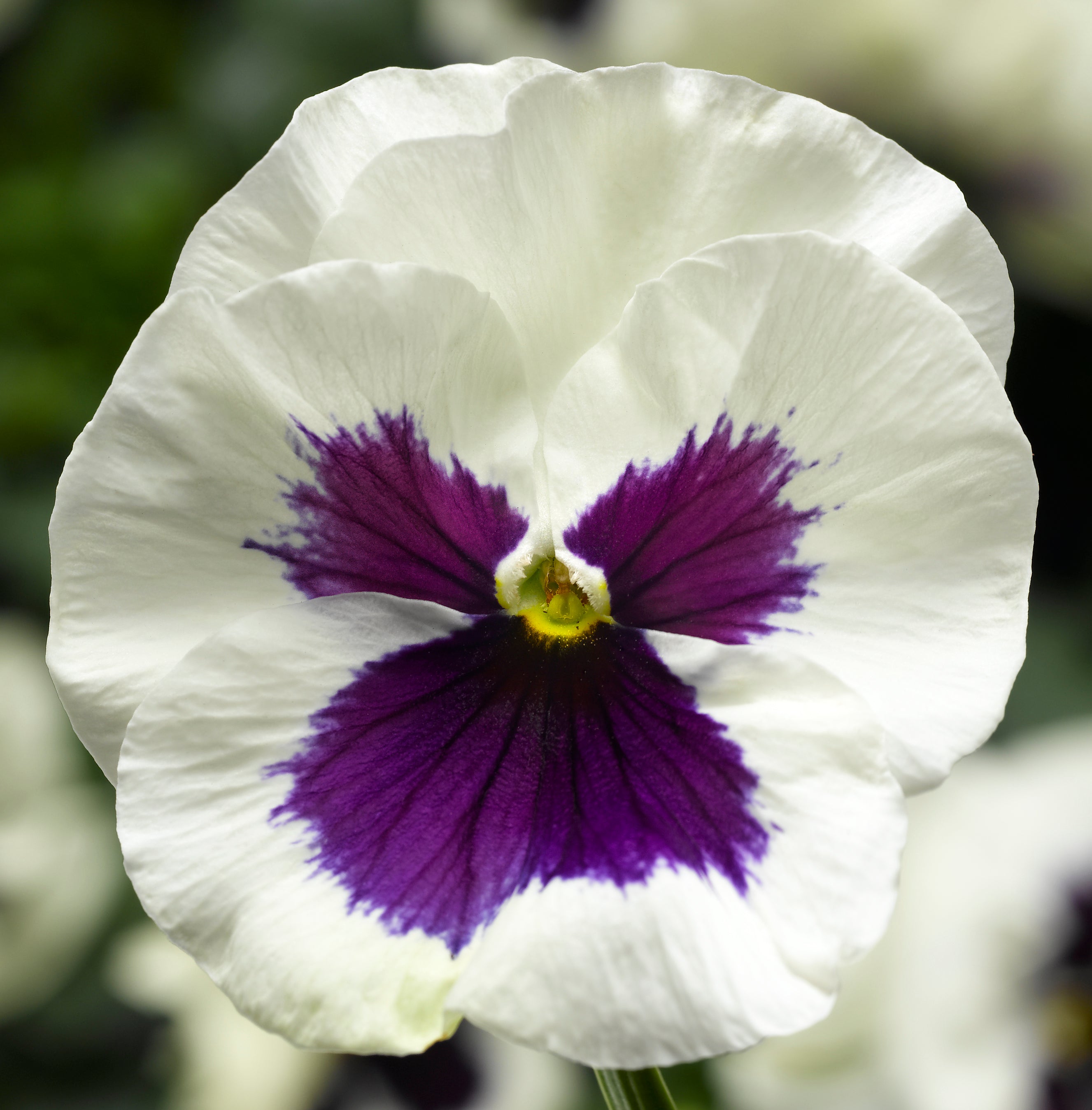 Pansy Delta Pro White w/Blotch Primed – Vis Seed