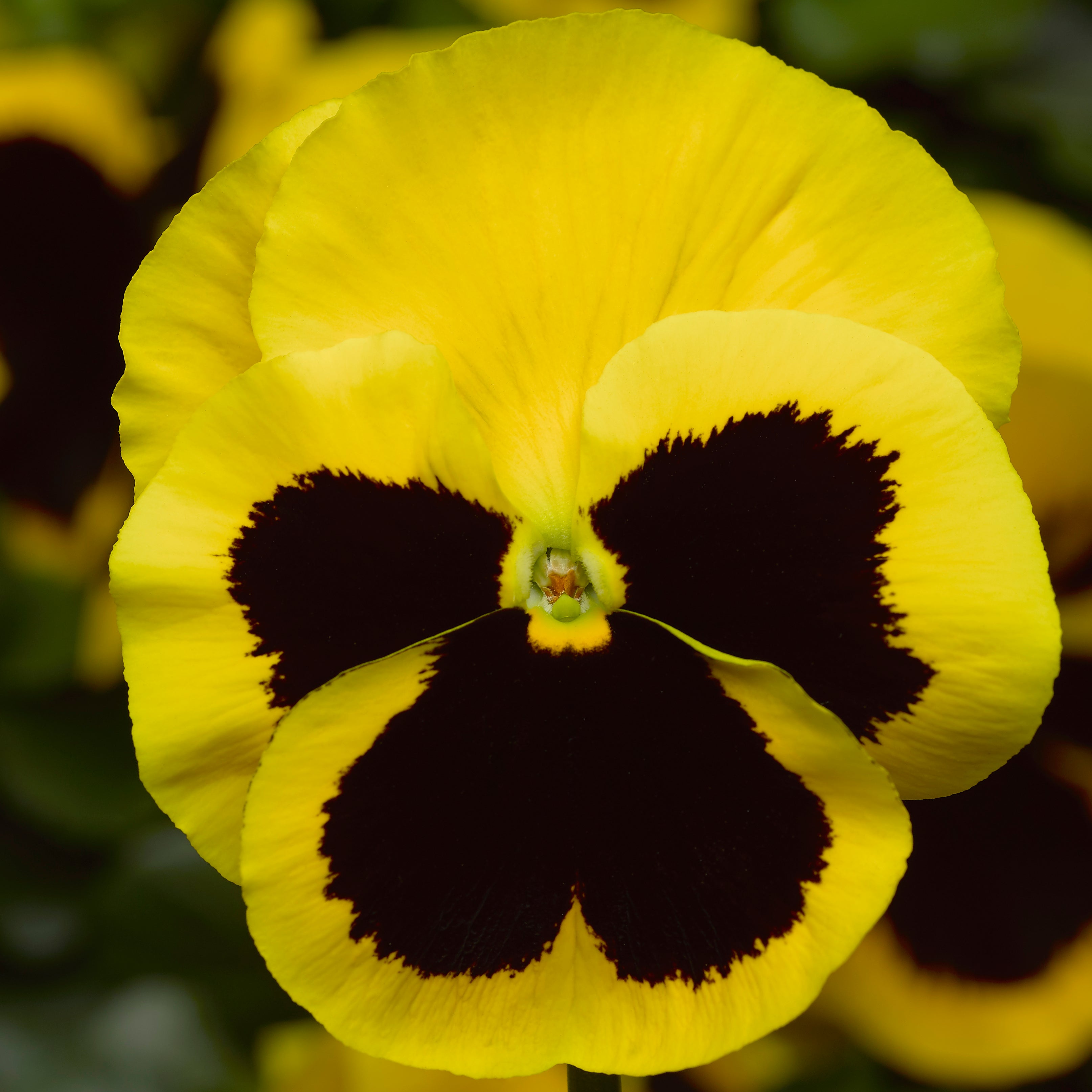 Pansy Delta Pro Yellow w/Blotch Primed – Vis Seed