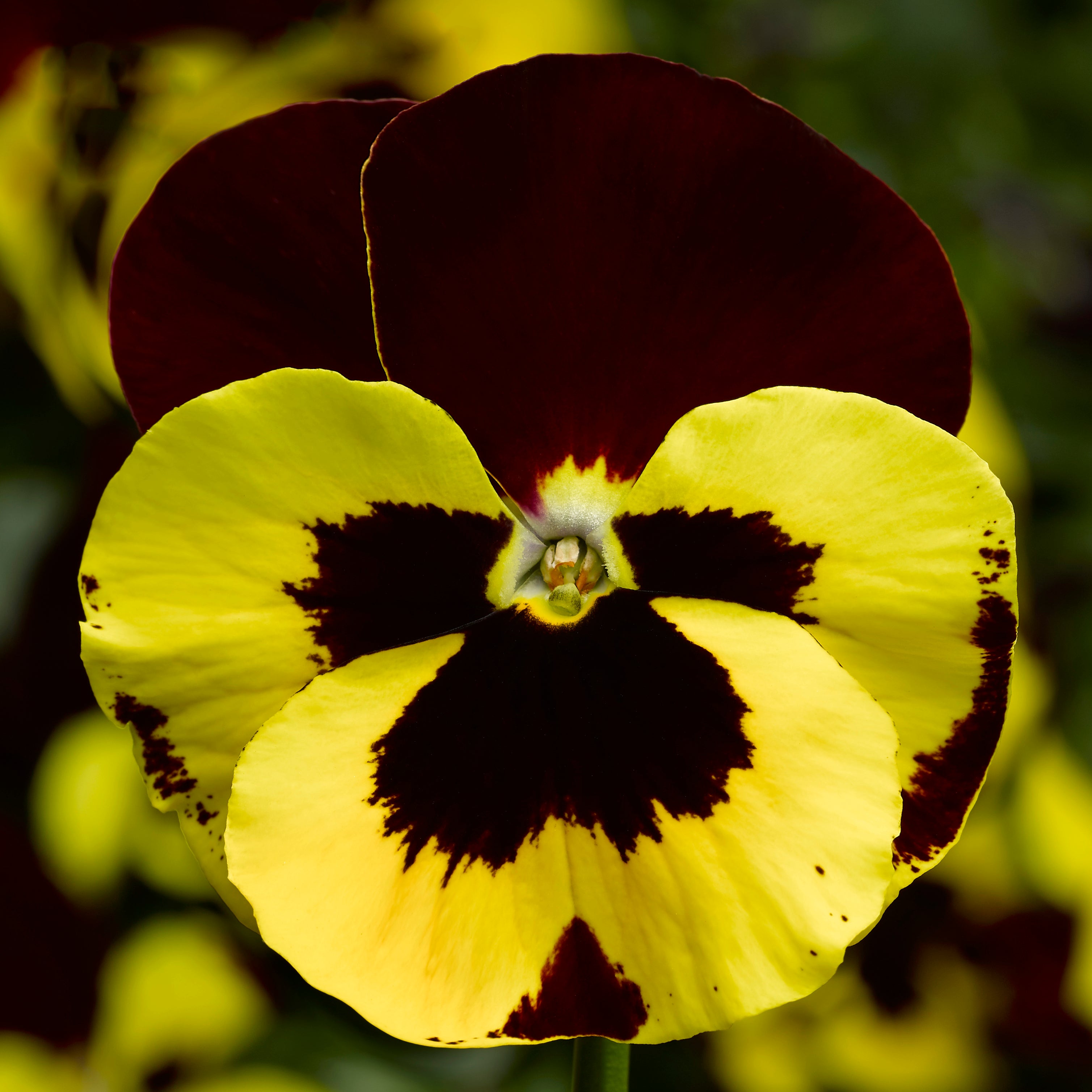 Pansy Delta Pro Yellow w/Red Wing – Vis Seed