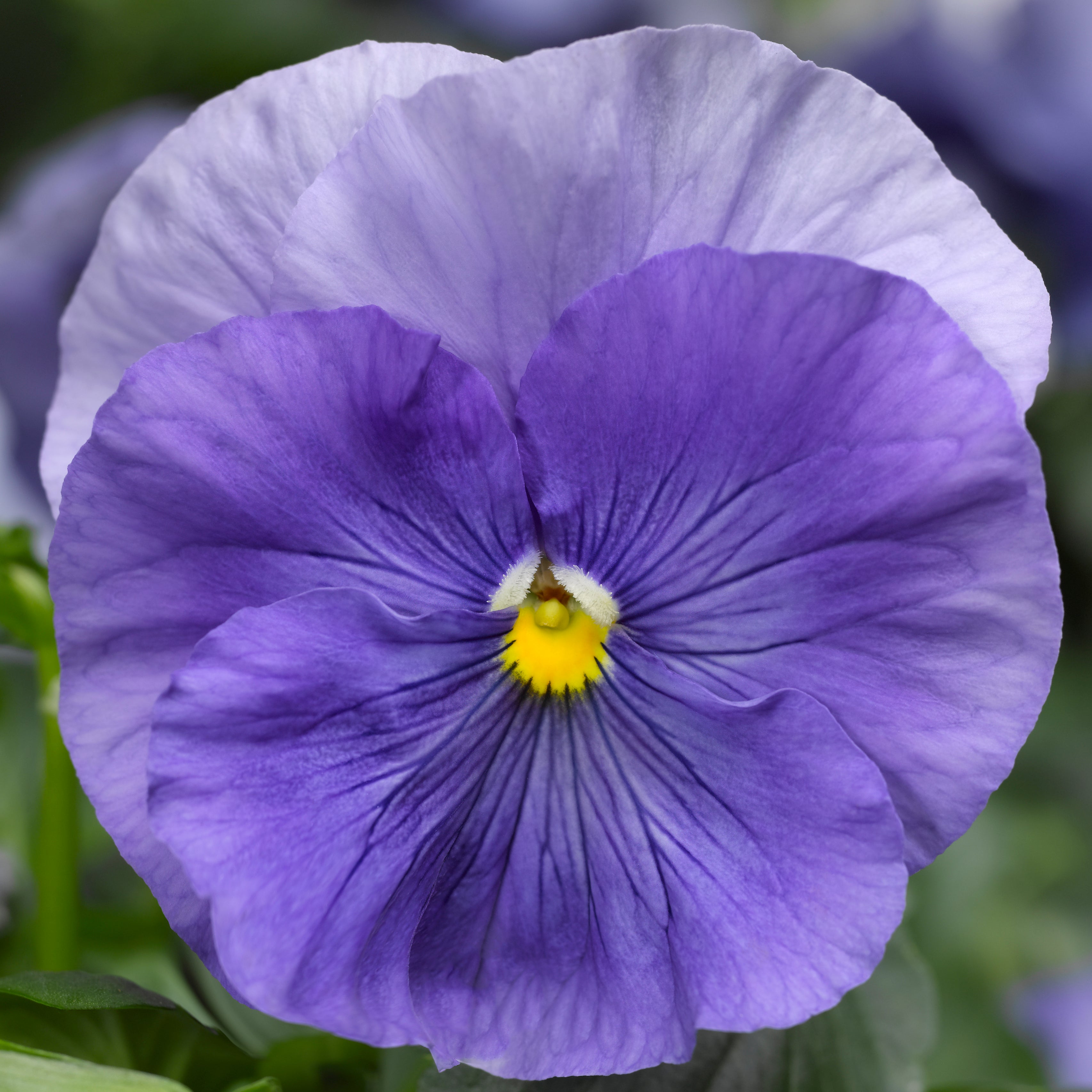 Pansy Delta Pro Clear Light Blue Primed – Vis Seed