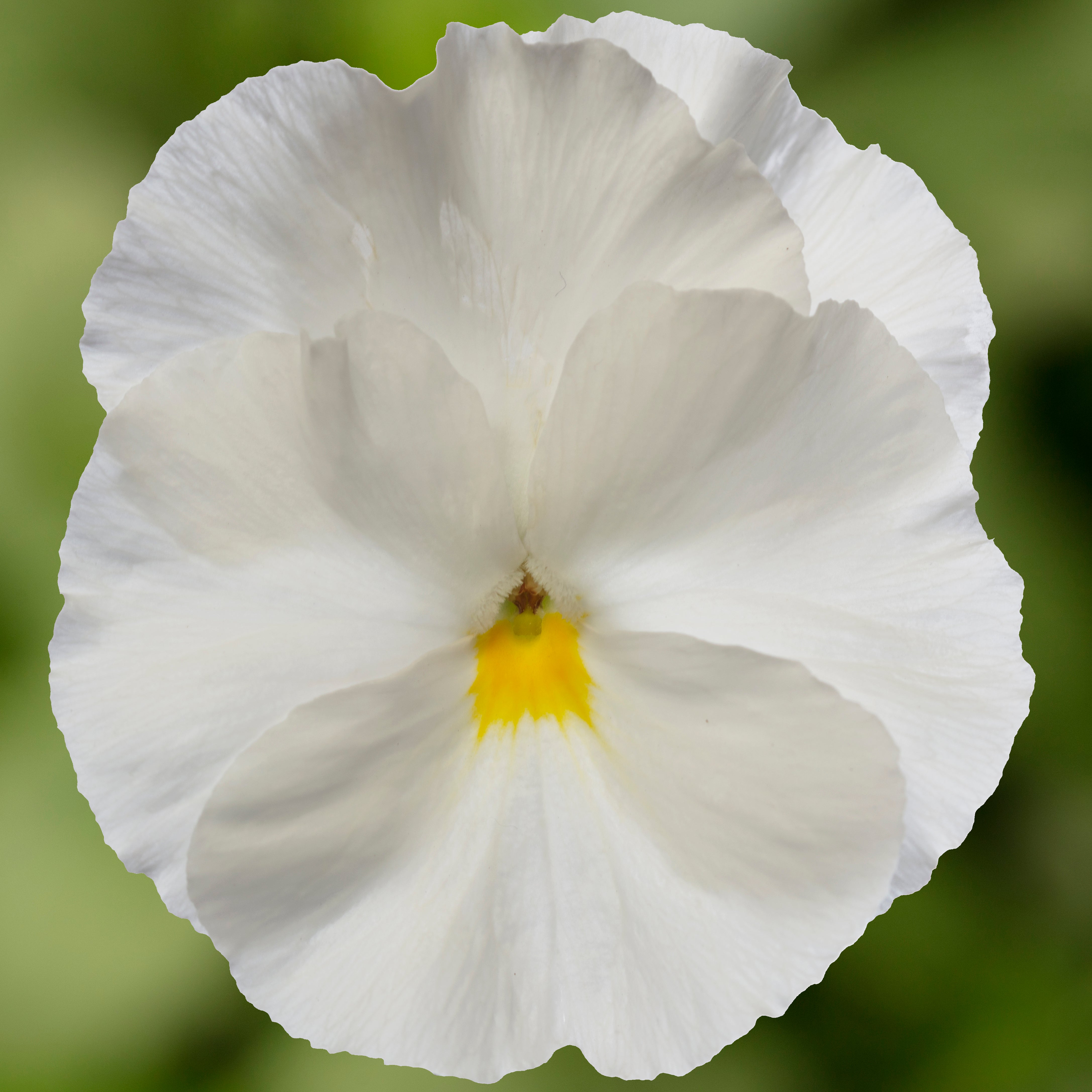 Pansy Delta Pro Clear White Primed – Vis Seed