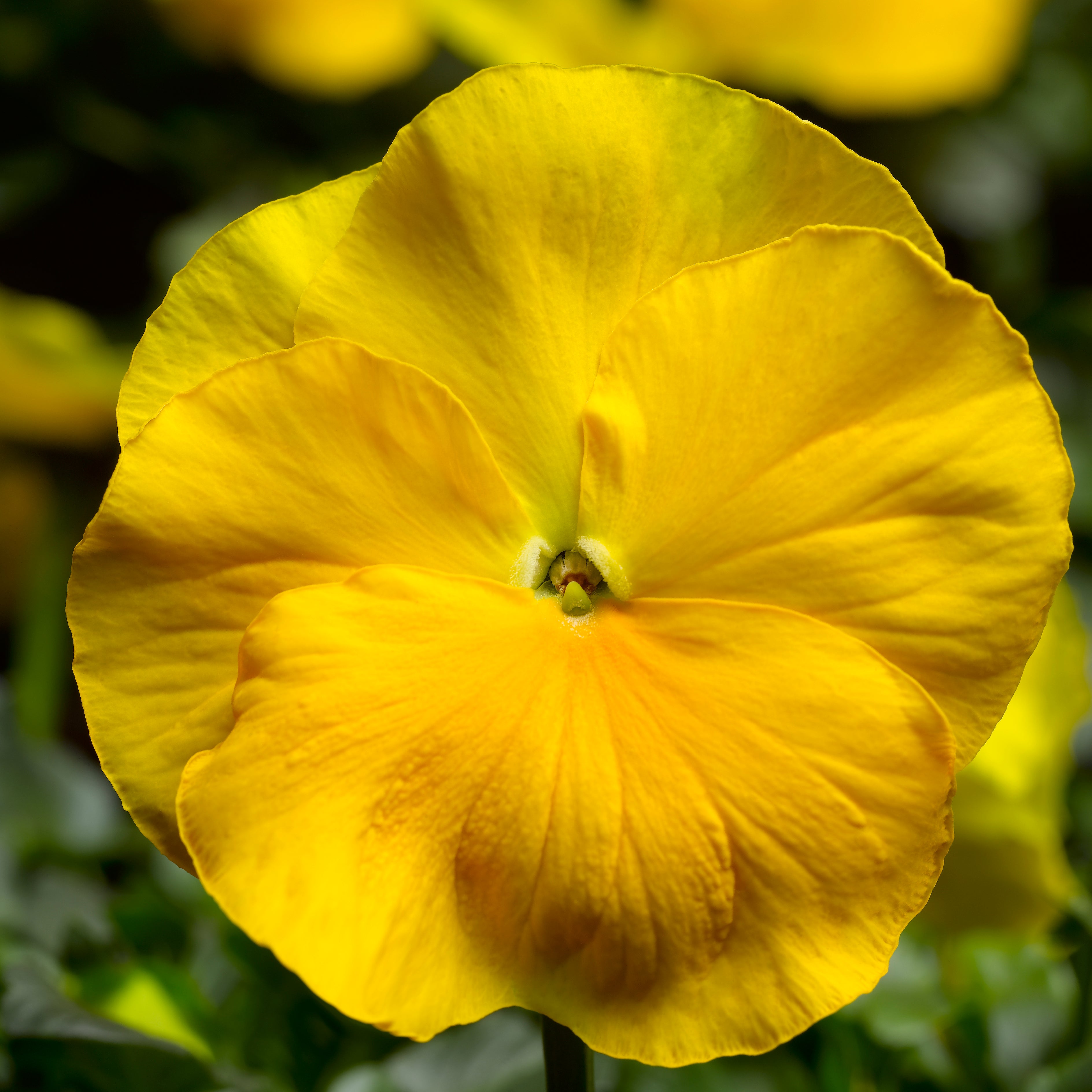Pansy Delta Pro Clear Yellow – Vis Seed