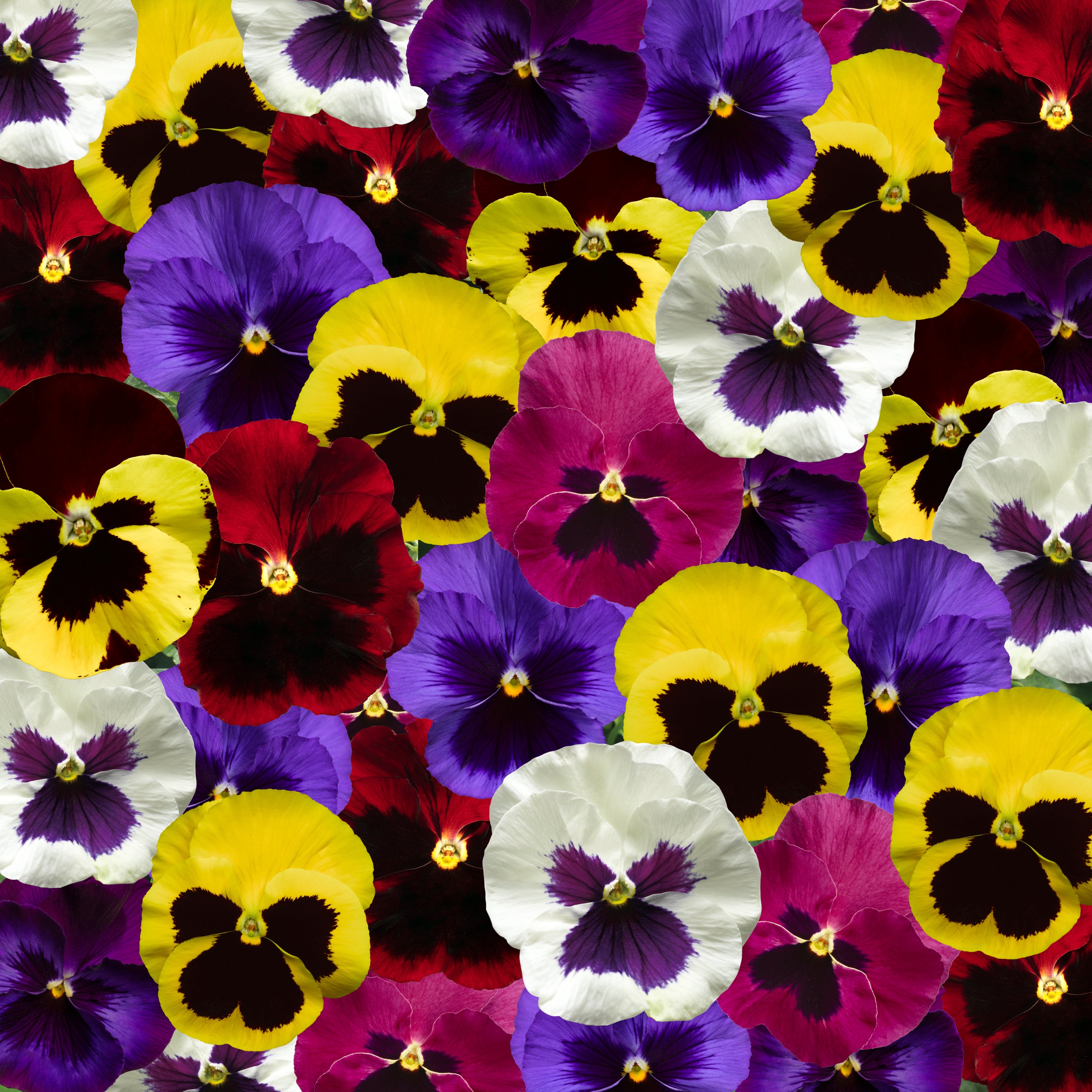 Pansy Delta Pro Blotched Mix Primed – Vis Seed