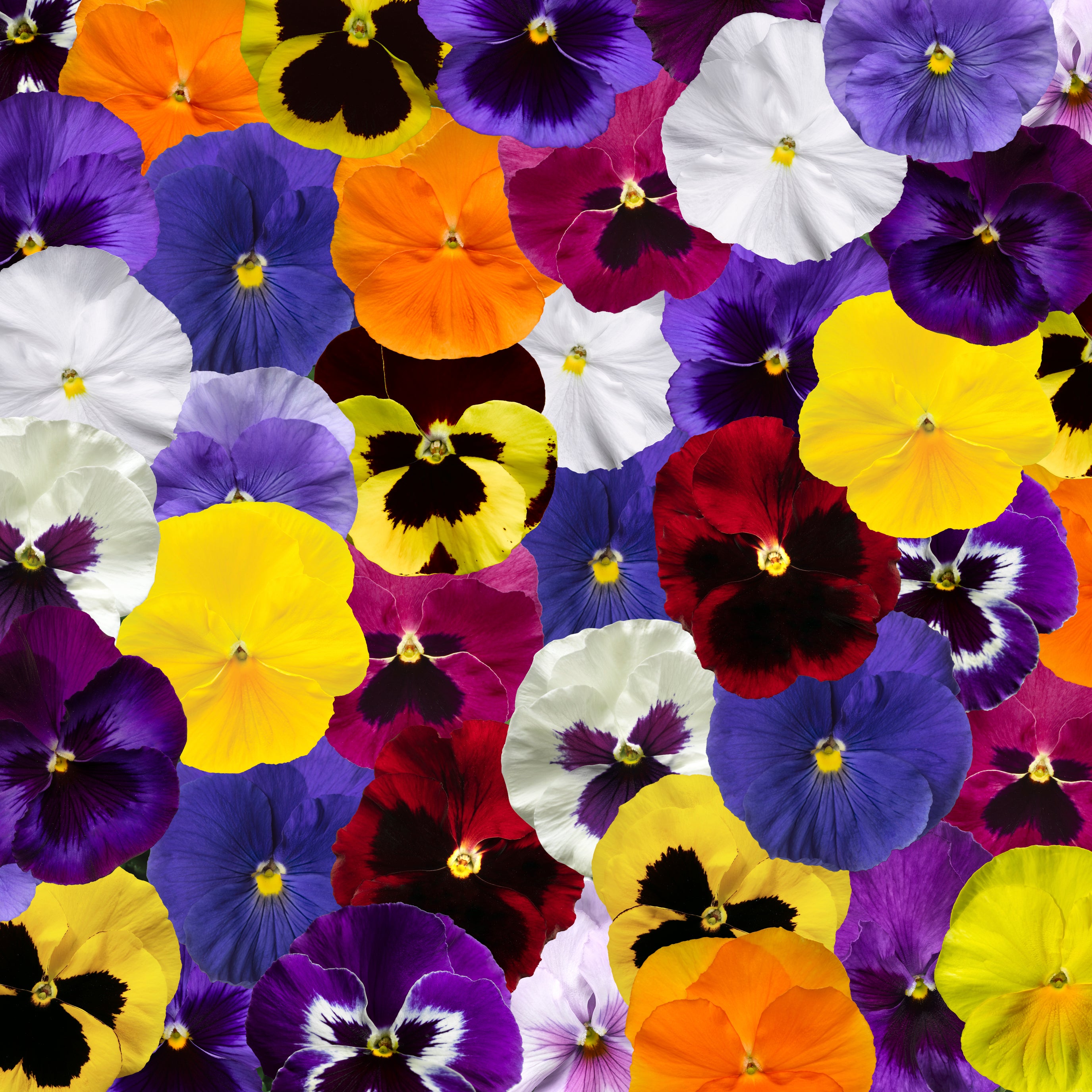 Pansy Delta Pro All Colors Mix – Vis Seed