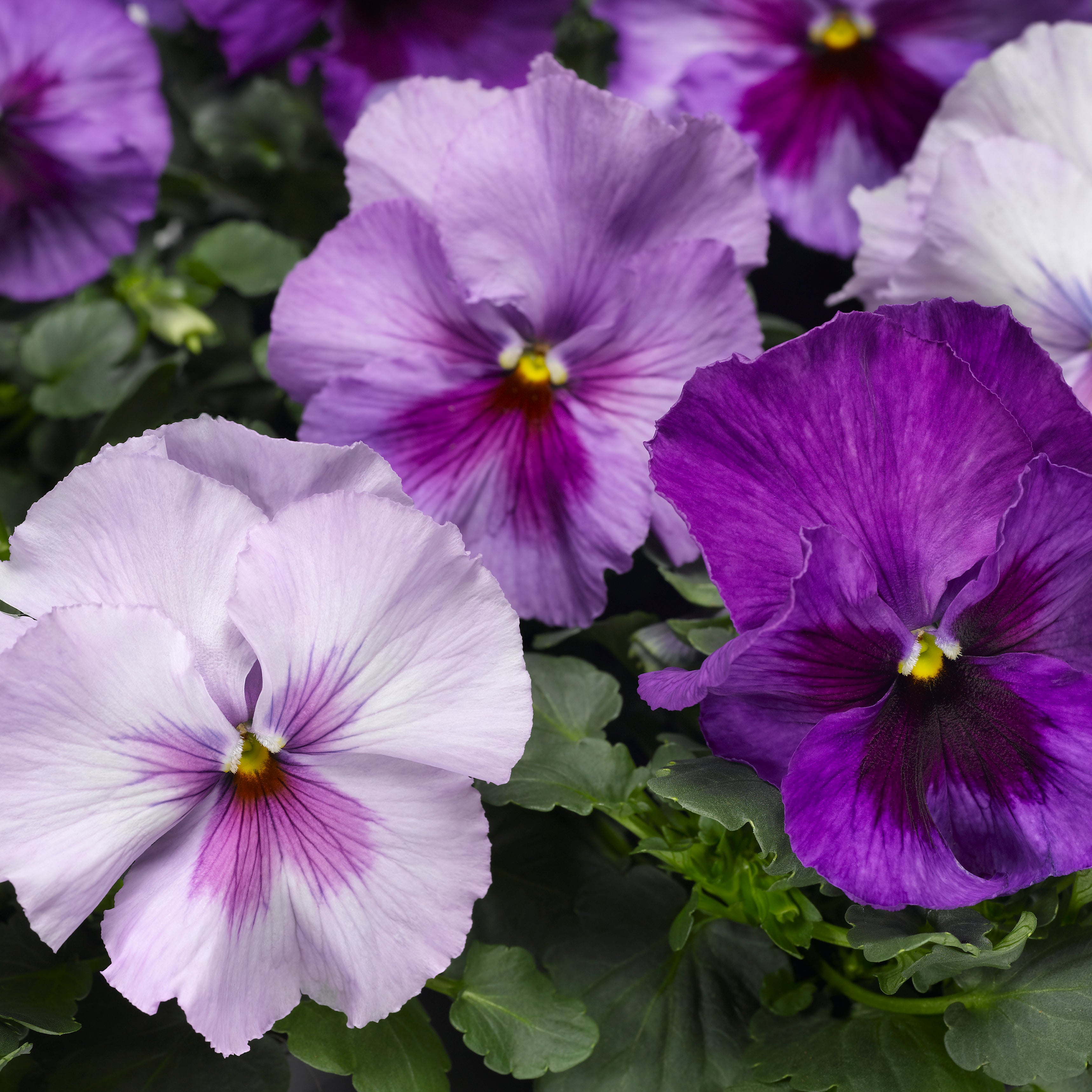 Pansy Delta Pro Lavender Blue Shades – Vis Seed