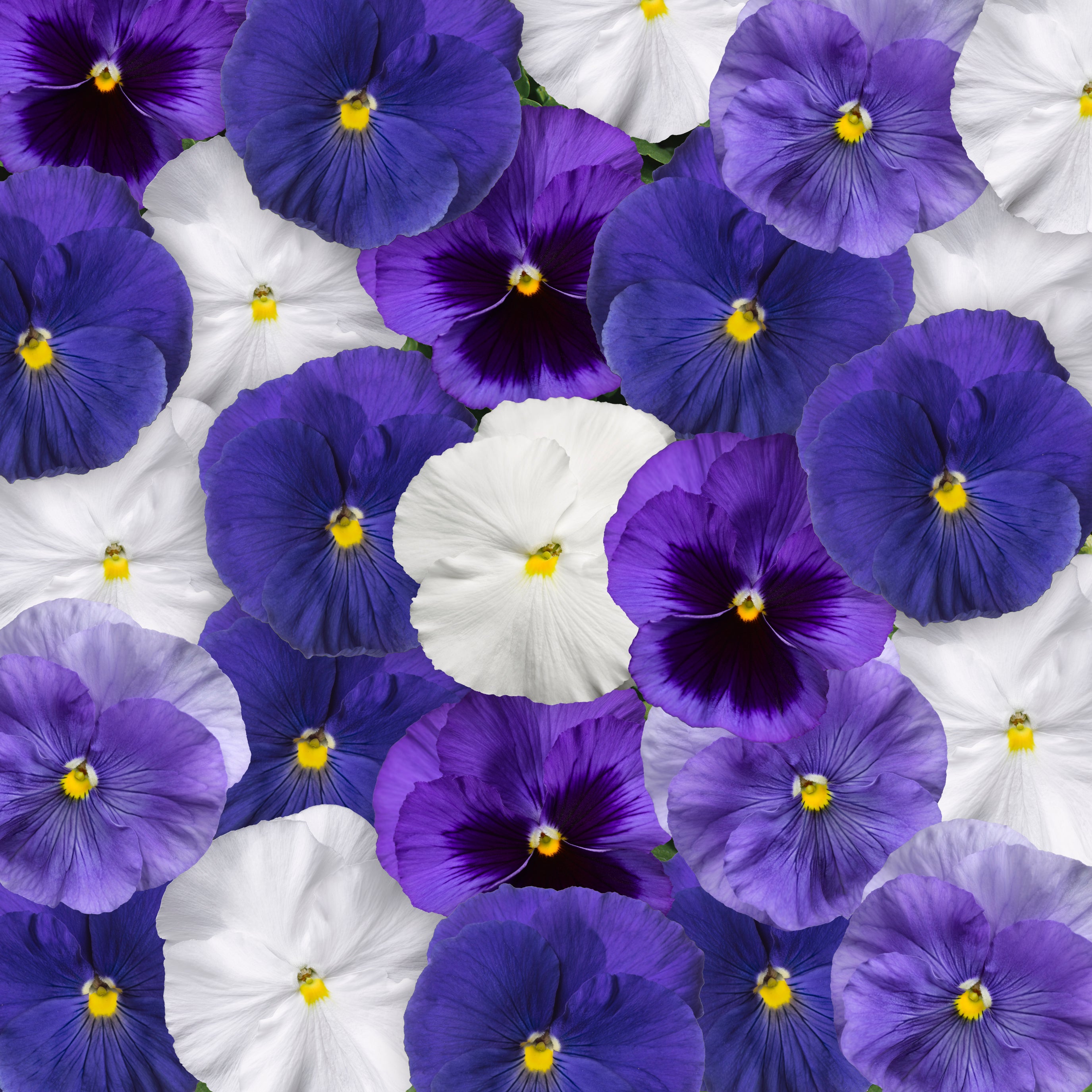 Pansy Delta Pro Cool Water Mix Primed – Vis Seed