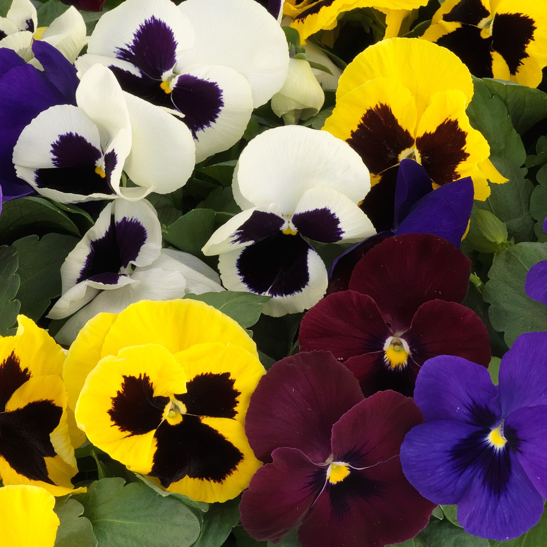 Pansy Grandio Blotched Colors Mix PRIMAX – Vis Seed