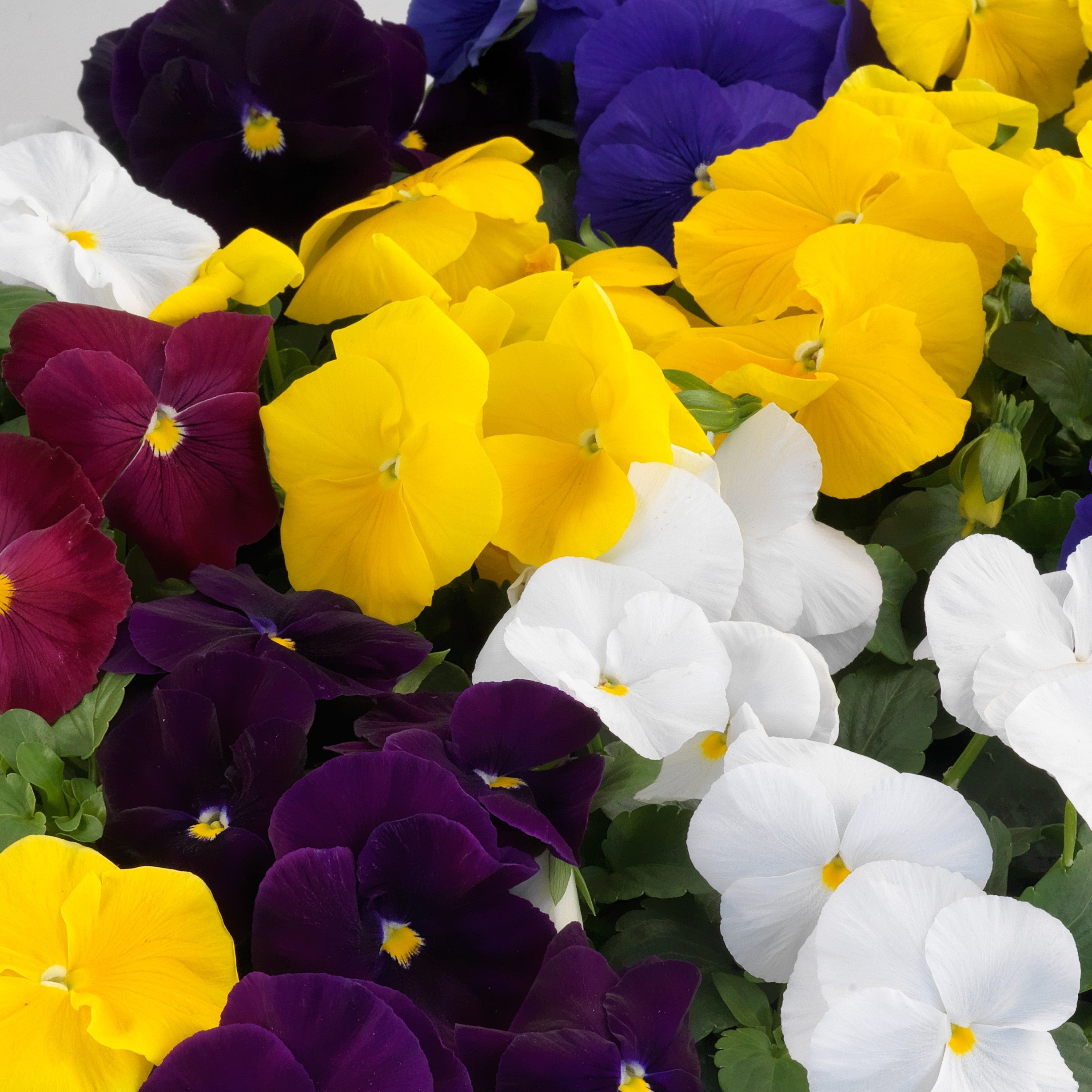 Pansy Grandio Clear Colors Mix PRIMAX – Vis Seed