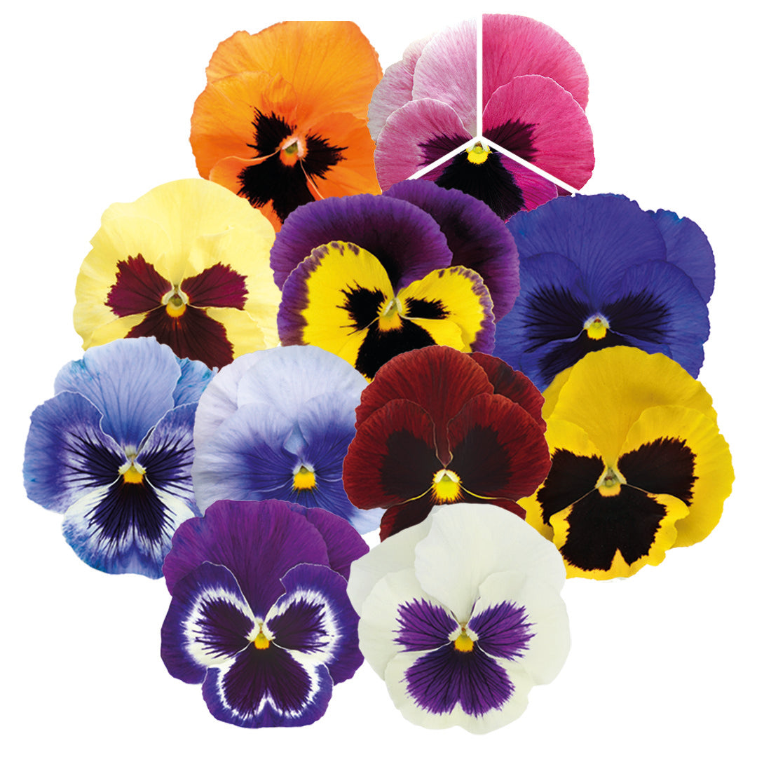 Pansy Inspire Plus Blotch Mix Primed – Vis Seed