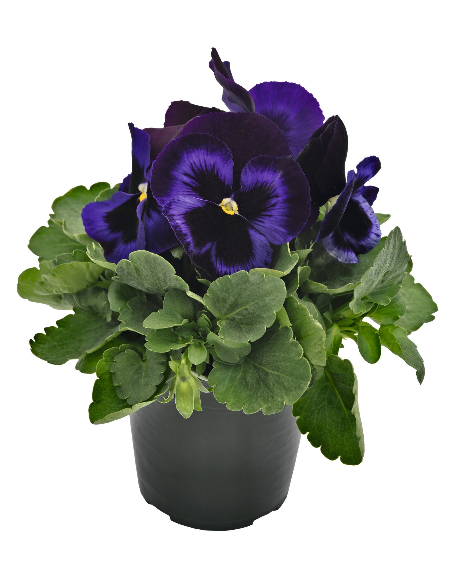 Pansy Inspire Plus Blue Velvet Primed – Vis Seed