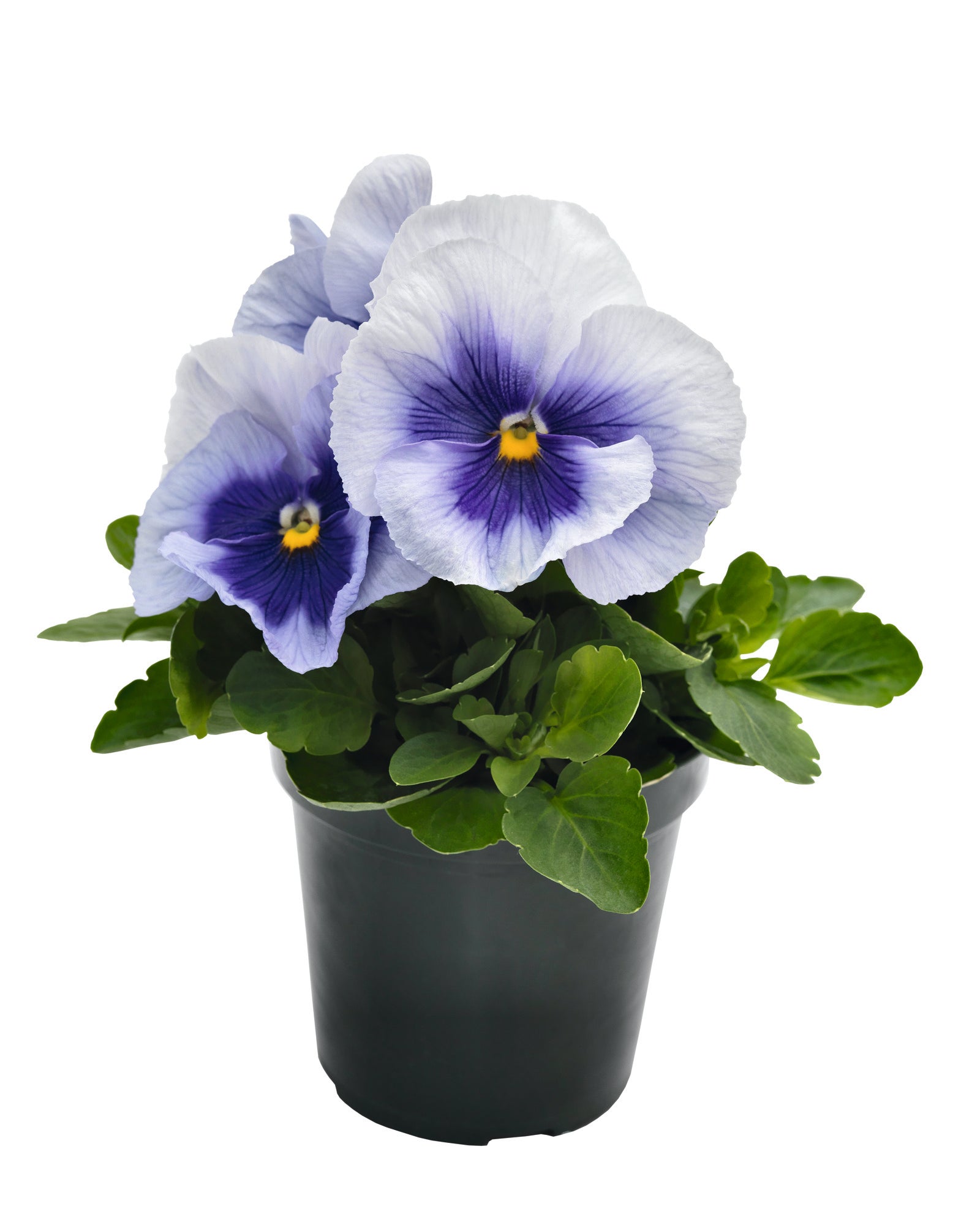 Pansy Inspire Plus Metallic Blue Blotch Primed – Vis Seed