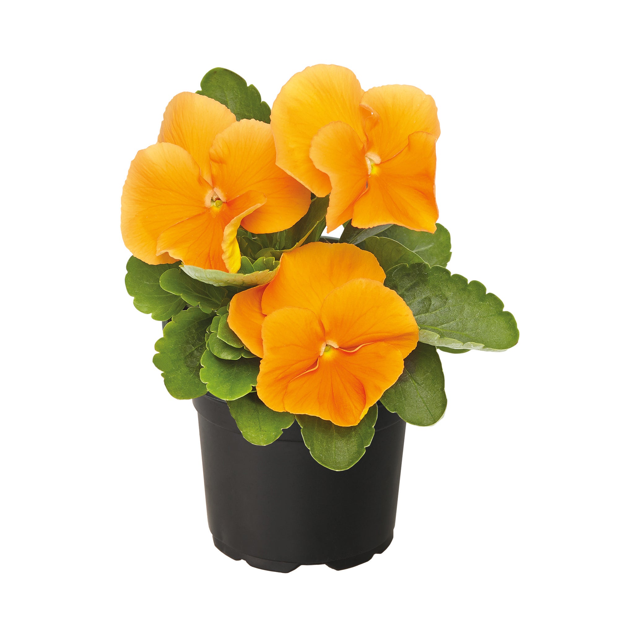 Pansy Inspire Plus Orange Primed – Vis Seed