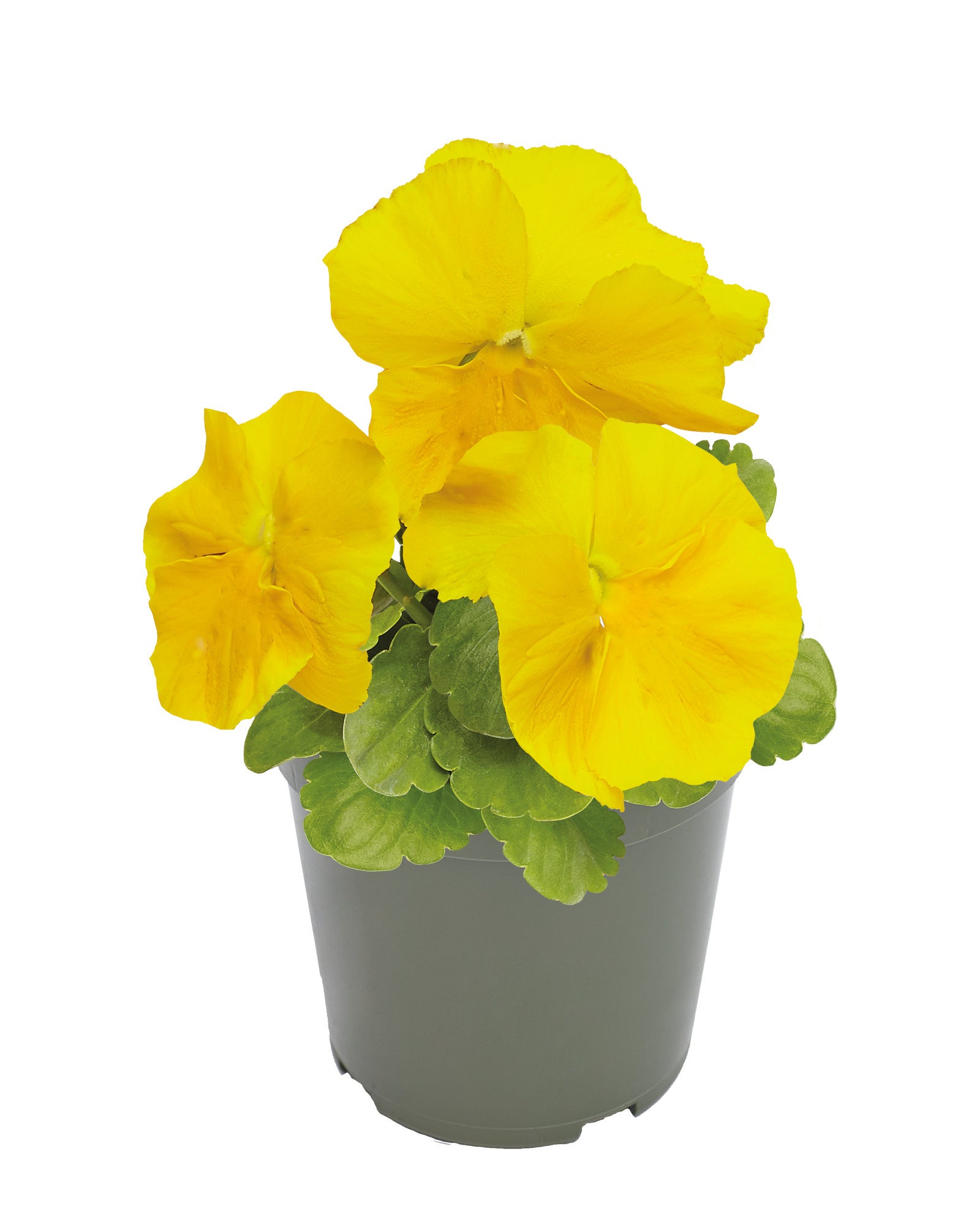 Pansy Inspire Plus Pure Yellow Primed – Vis Seed