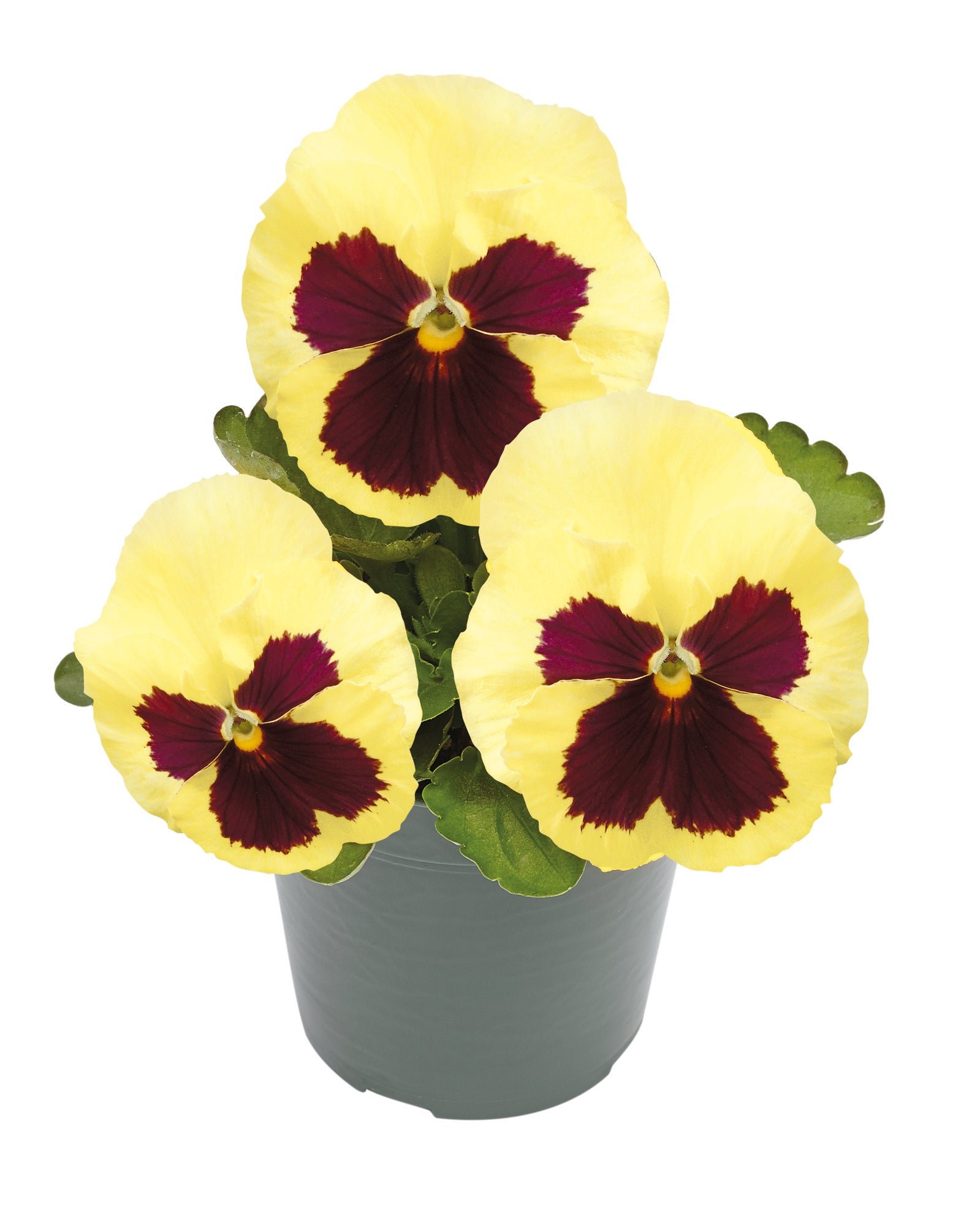 Pansy Inspire Plus Lemon Blotch Primed – Vis Seed