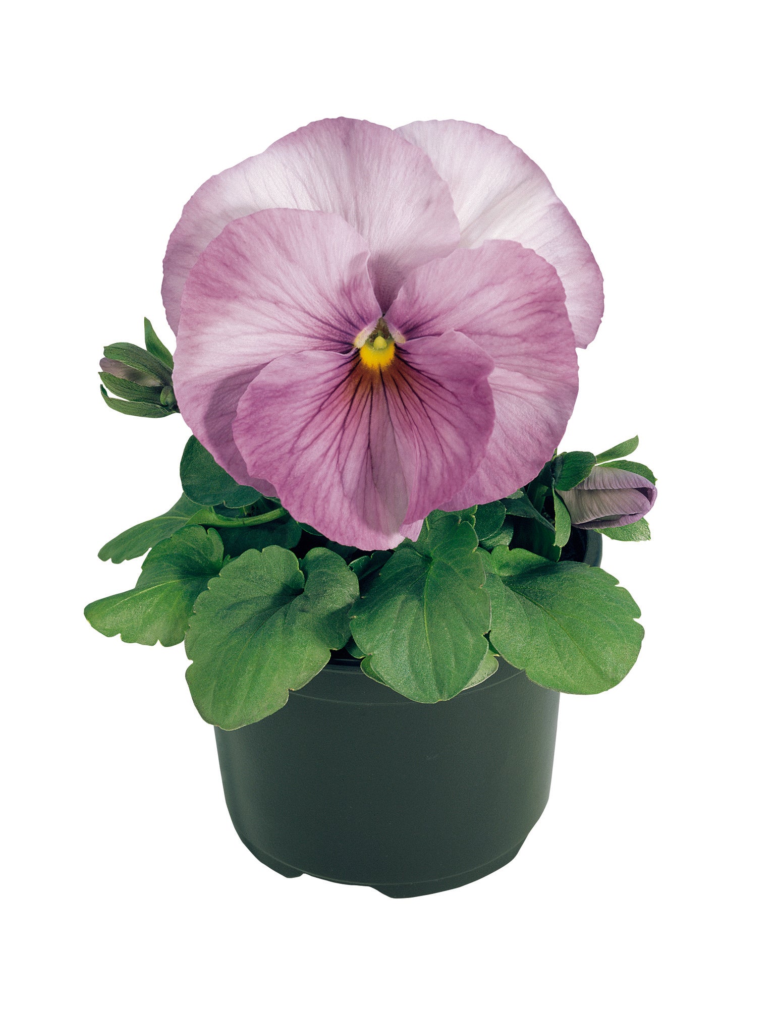 Pansy Inspire Lilac Shades Primed – Vis Seed