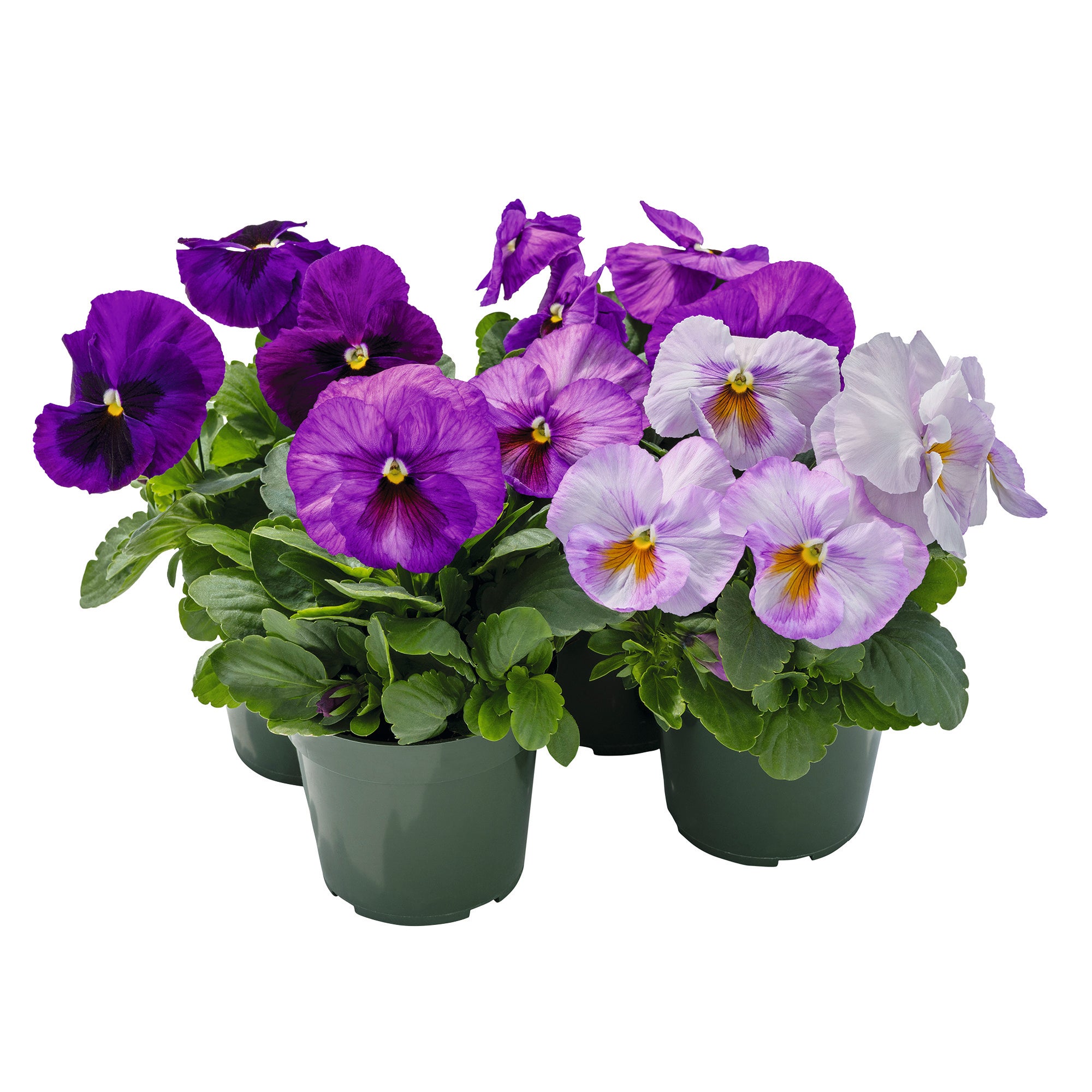 Pansy Inspire Plus Lavender Blotch Shades Primed – Vis Seed