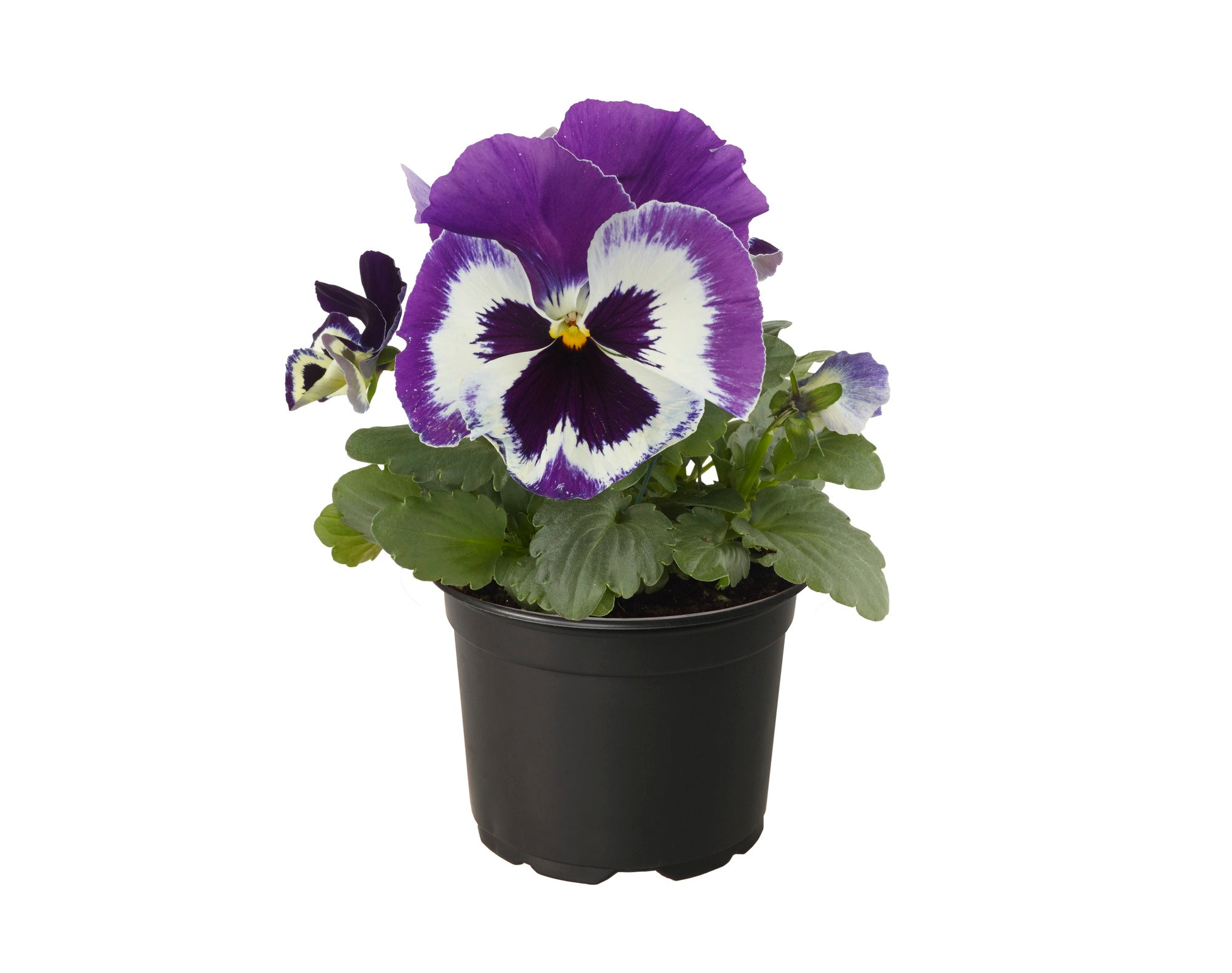 Pansy Inspire Plus Violet Face Primed – Vis Seed