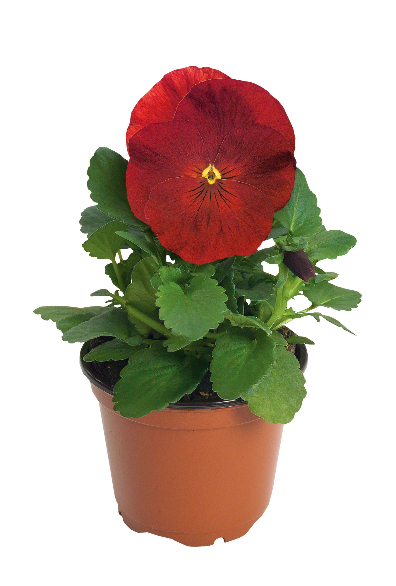 Pansy Inspire Plus Scarlet Primed – Vis Seed
